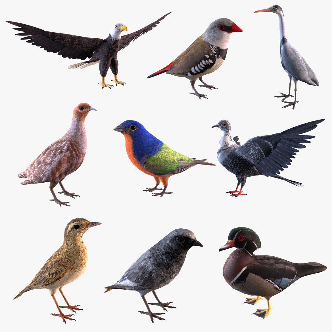 Birds collecton model - TurboSquid 1983339