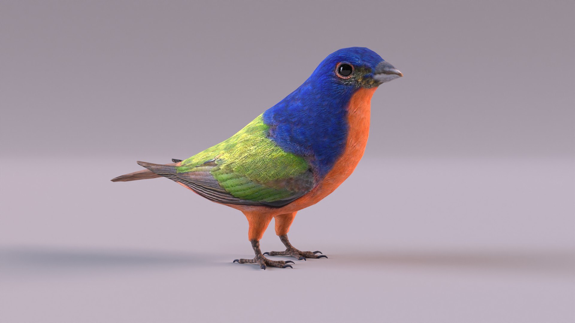 Birds Collecton Model - TurboSquid 1983339