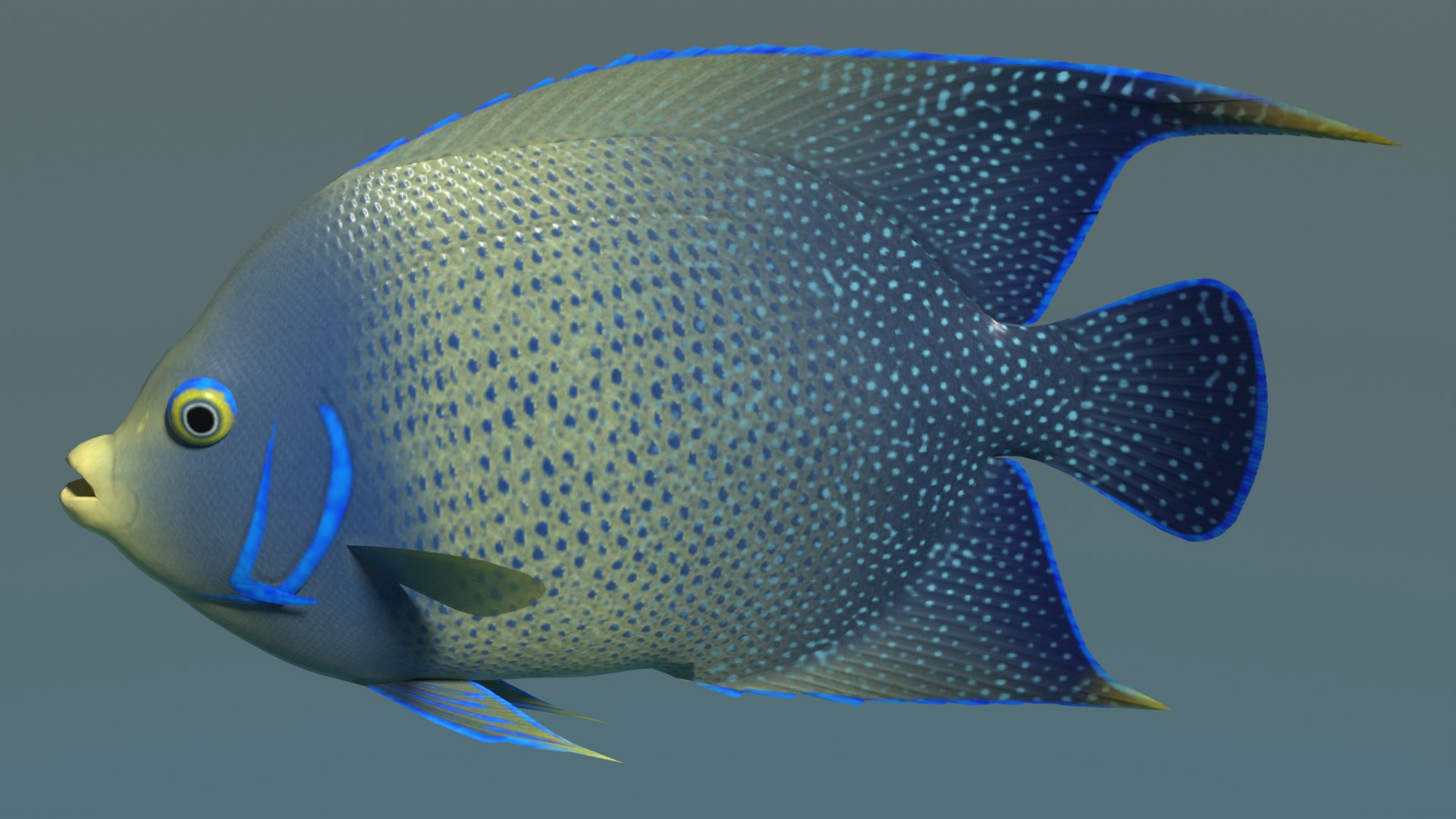 3d model blue angelfish