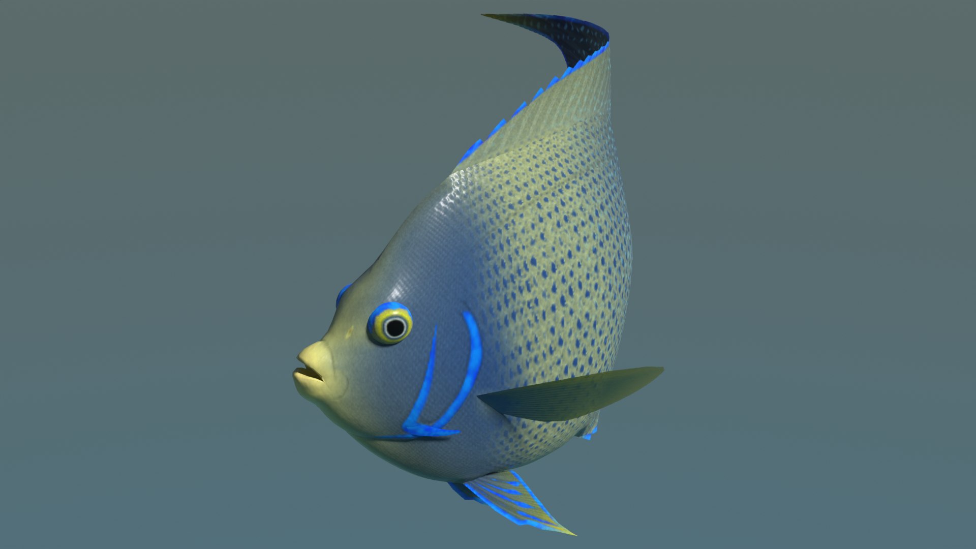 3d model blue angelfish