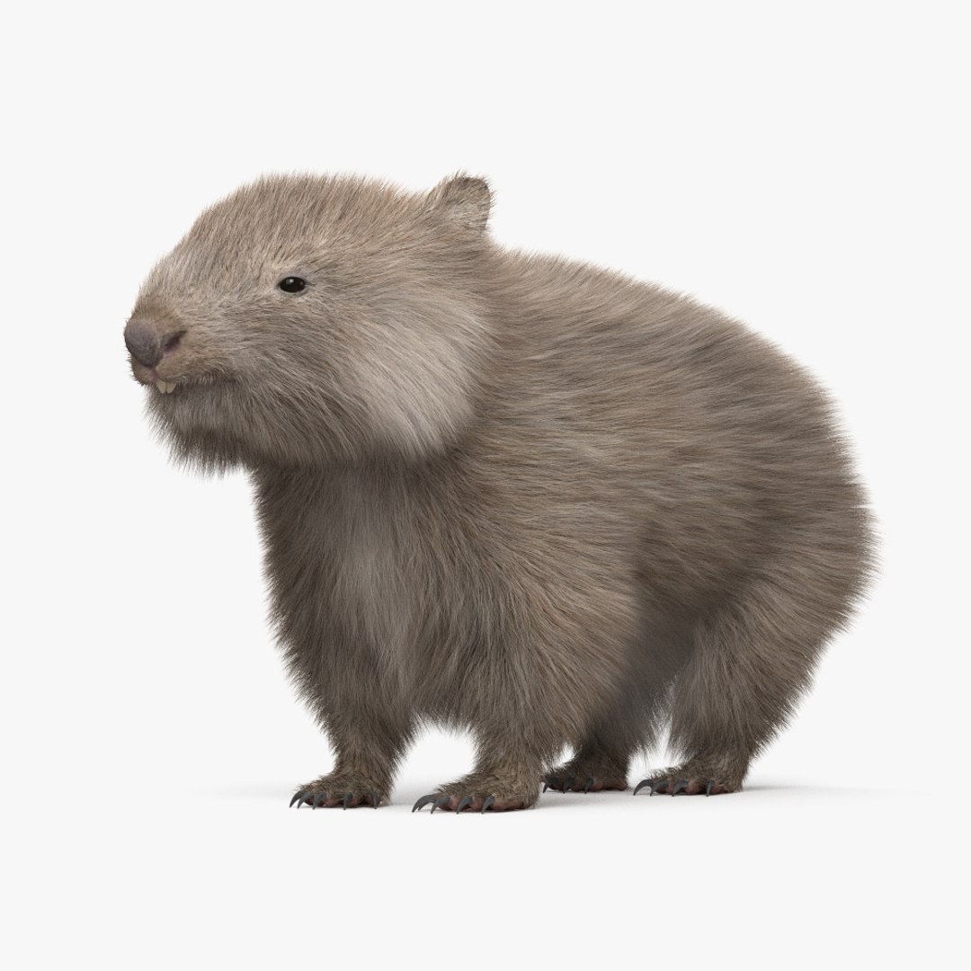 modelo 3d Wombat - TurboSquid 2028128
