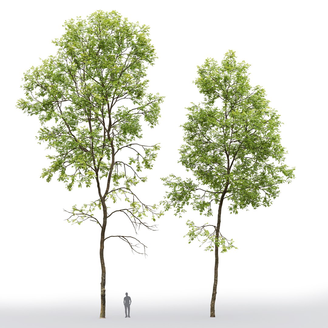 Tree Ash-tree 3D Model - TurboSquid 1688604