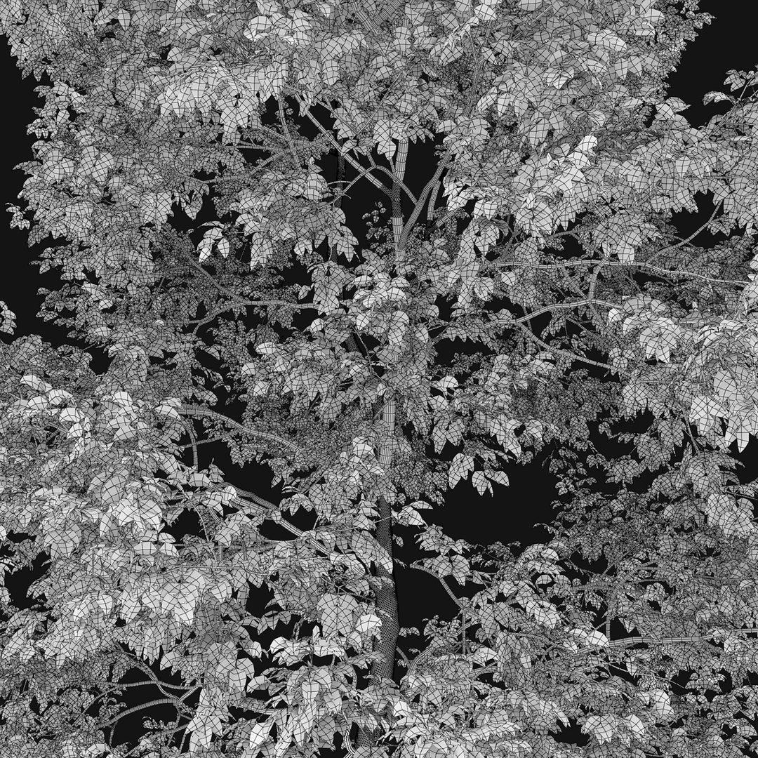 Tree Ash-tree 3D Model - TurboSquid 1688604