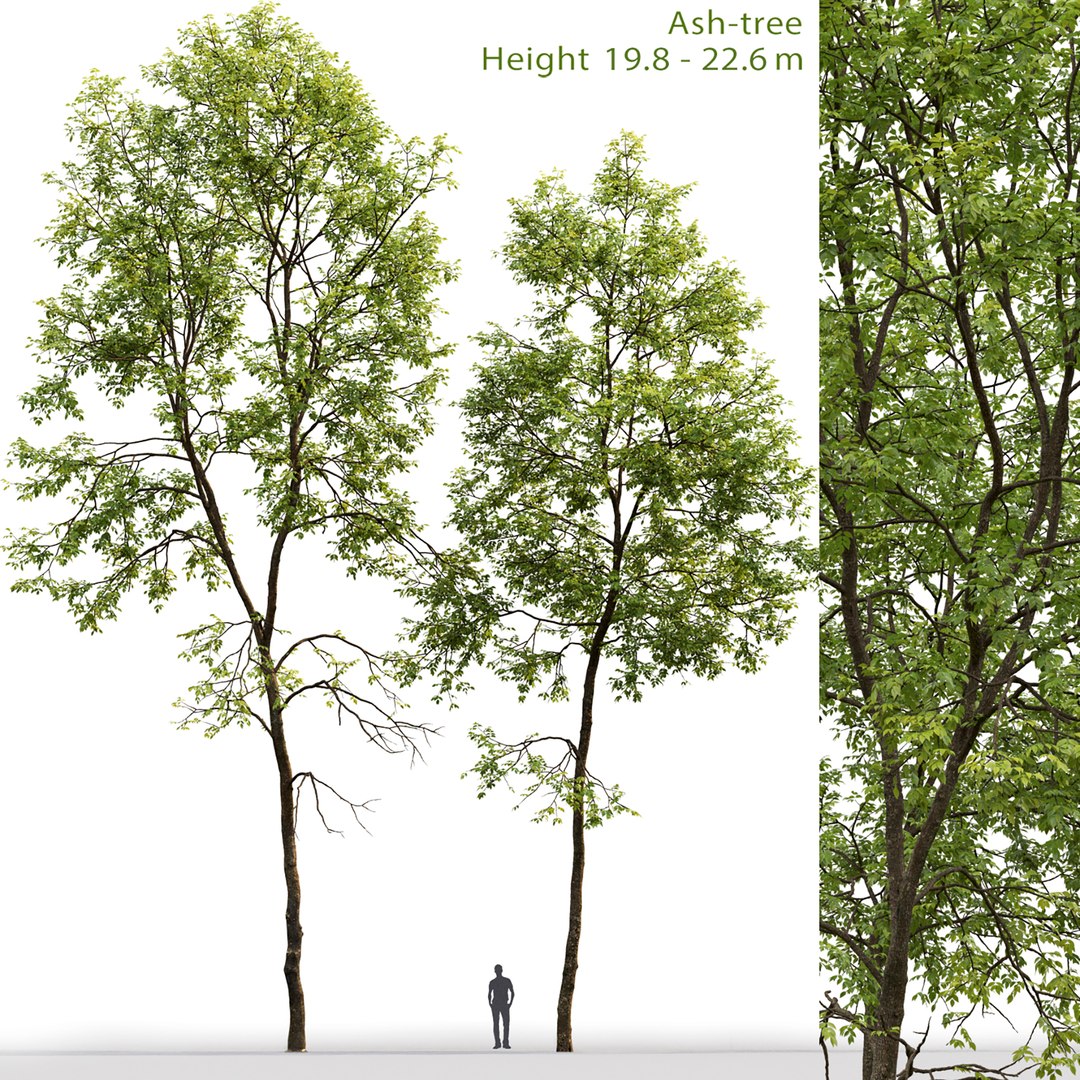 Tree Ash-tree 3D Model - TurboSquid 1688604