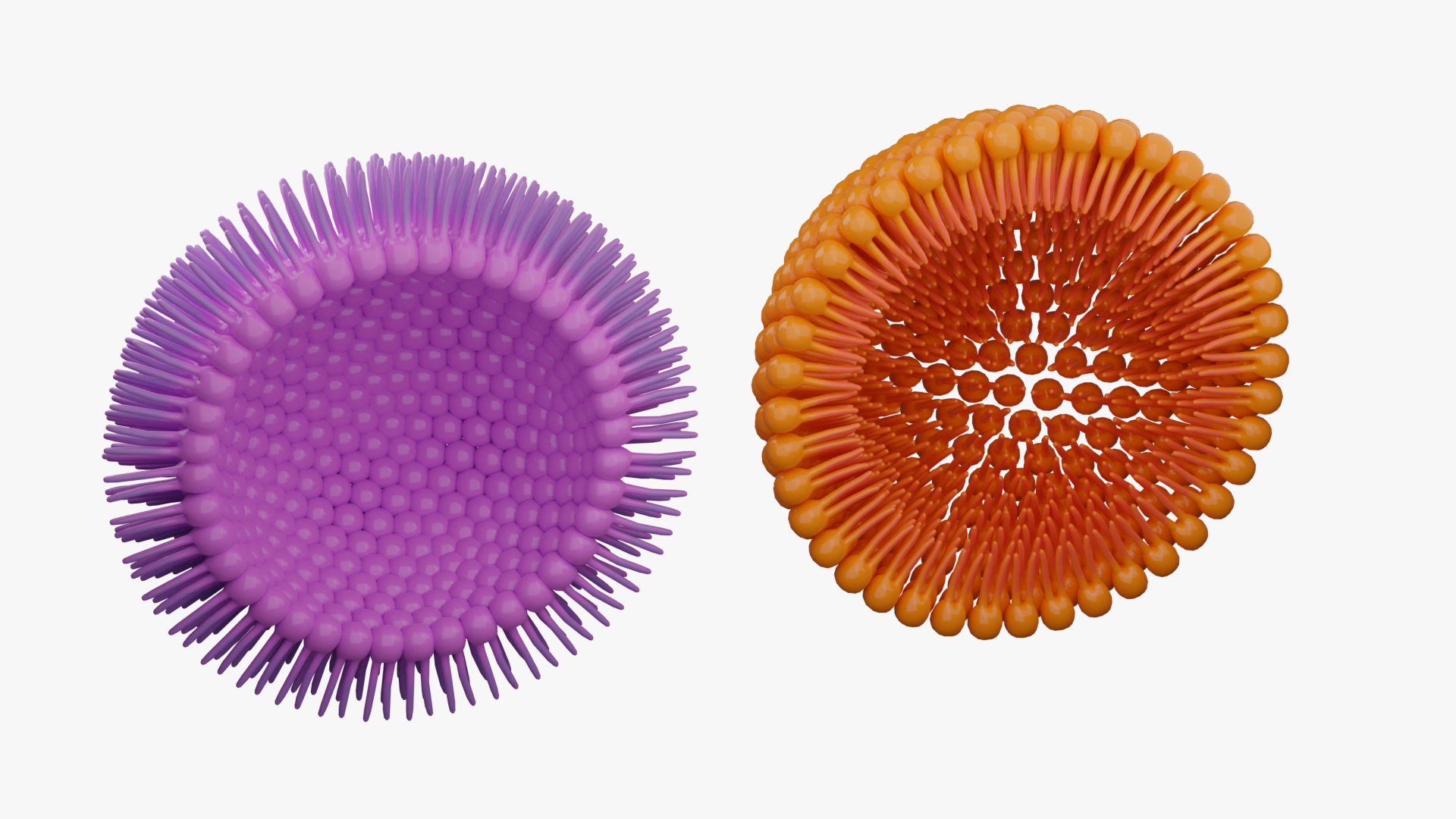 Micelle normal and reverse 3D model - TurboSquid 1920593