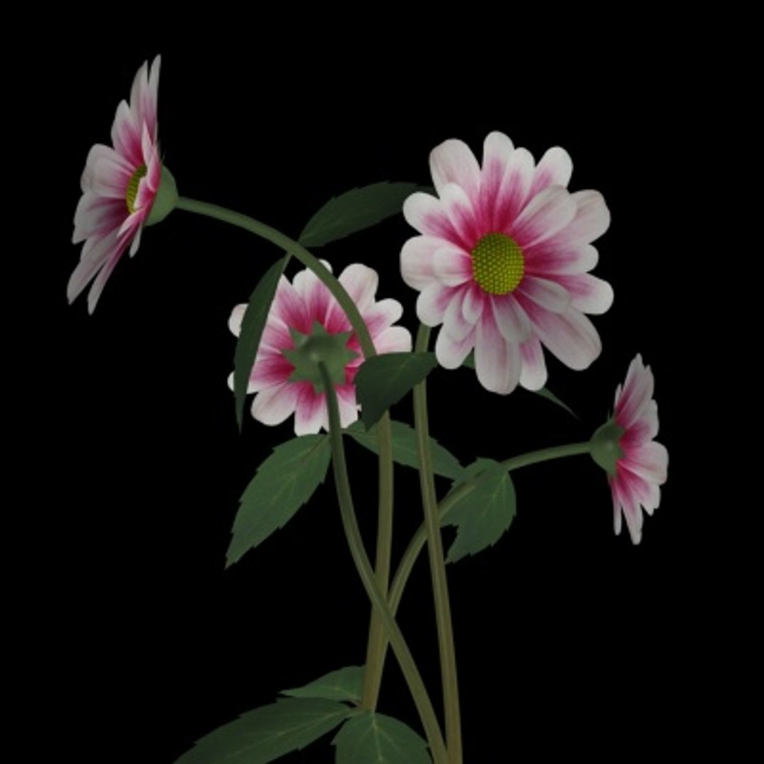 daisy flower pl 3d obj