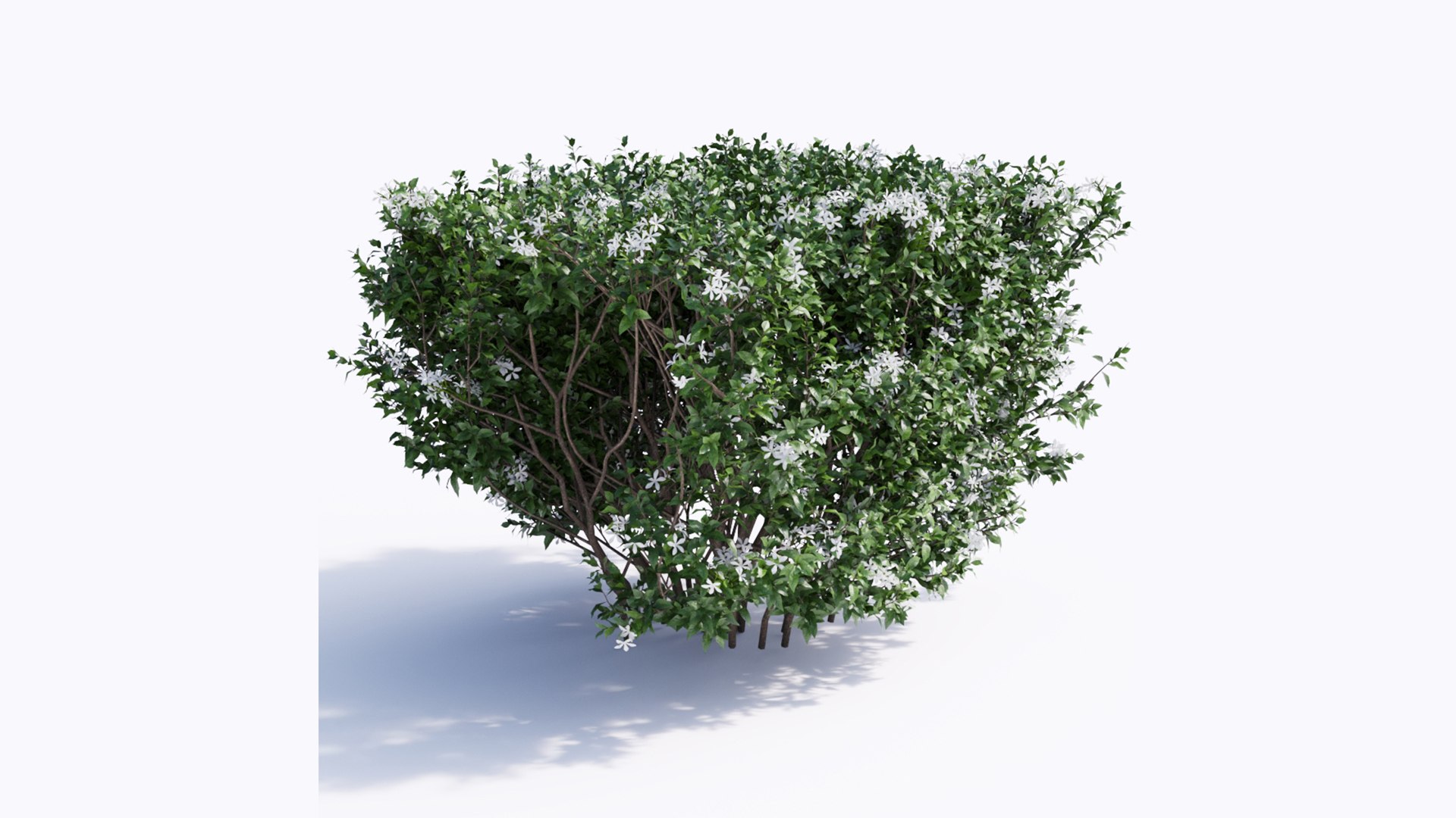 Murraya Paniculata 3D Model - TurboSquid 1791252