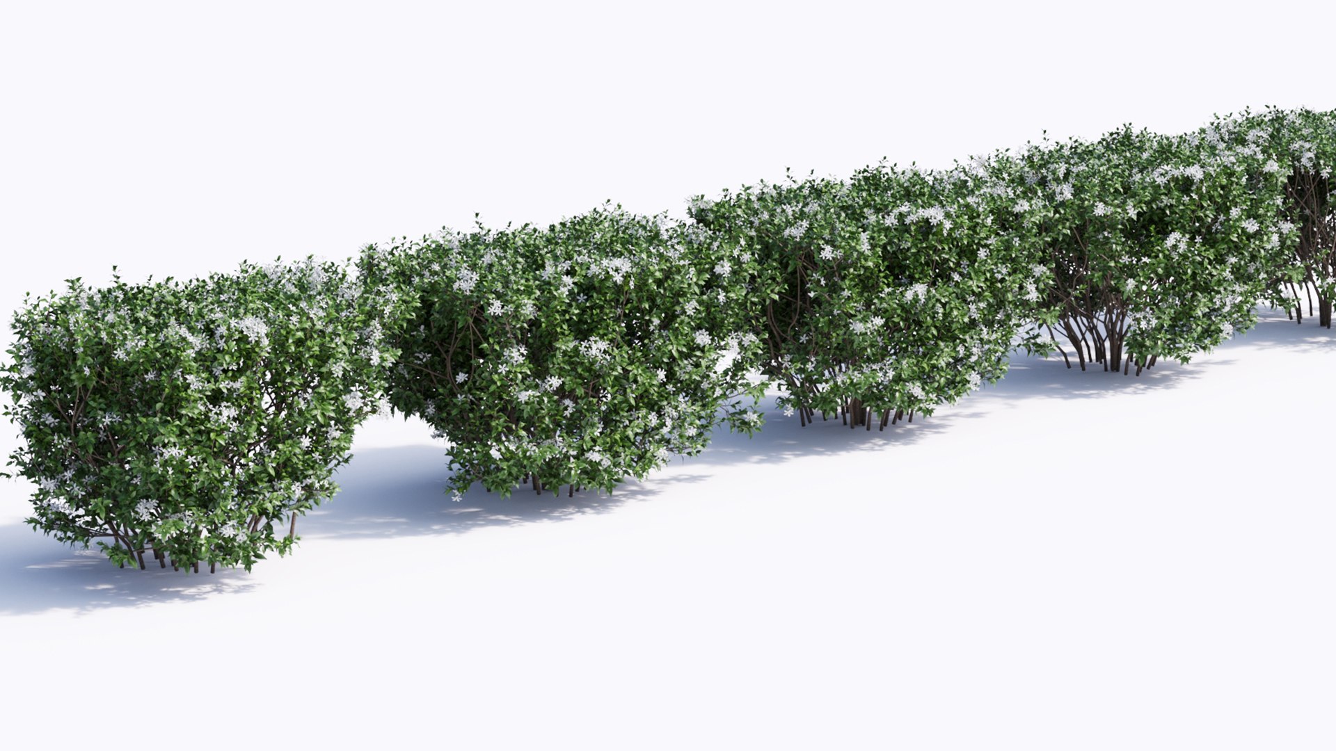 Murraya Paniculata 3D Model - TurboSquid 1791252
