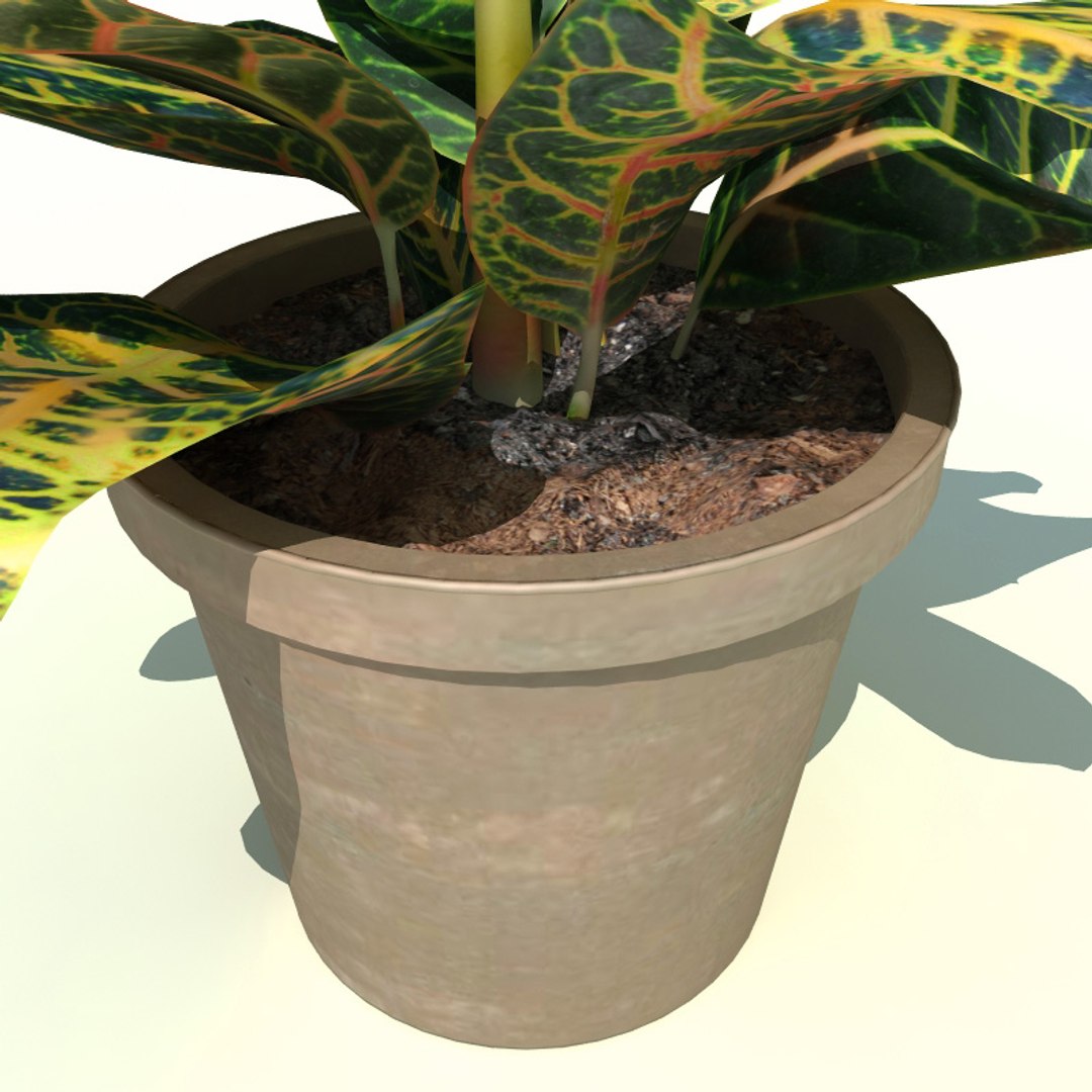 3d Codiaeum Variegatum Florida Select