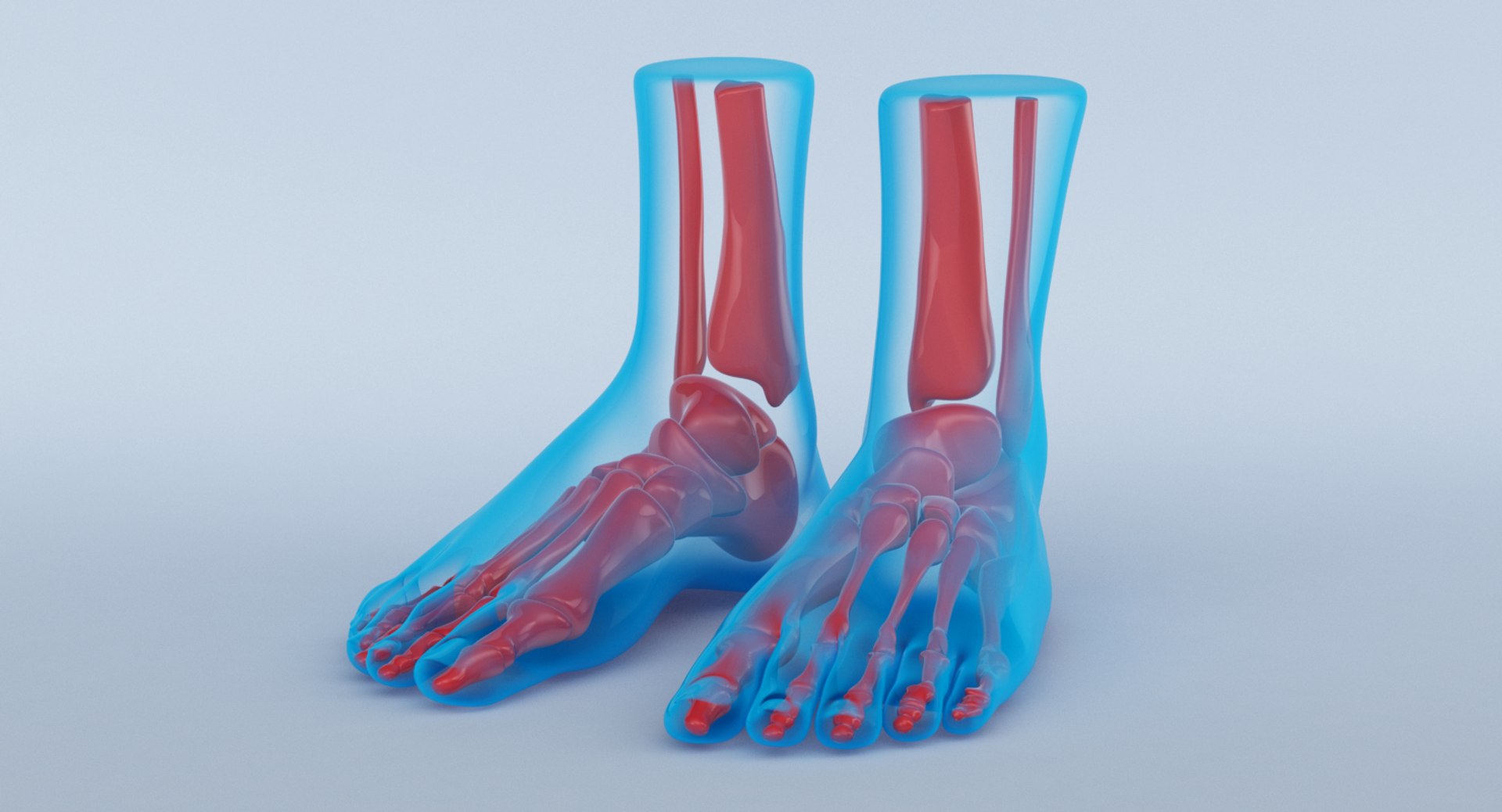 3d Foot Anatomy Model