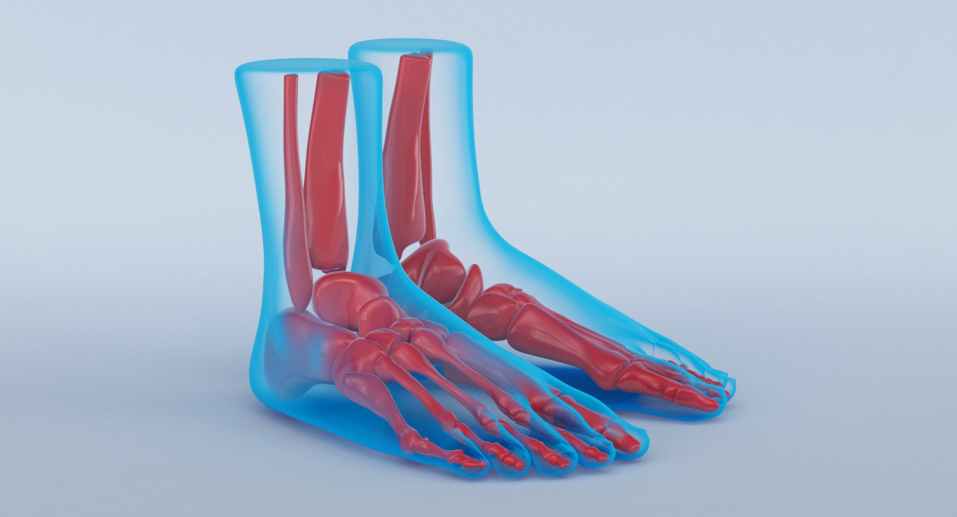 3d Foot Anatomy Model