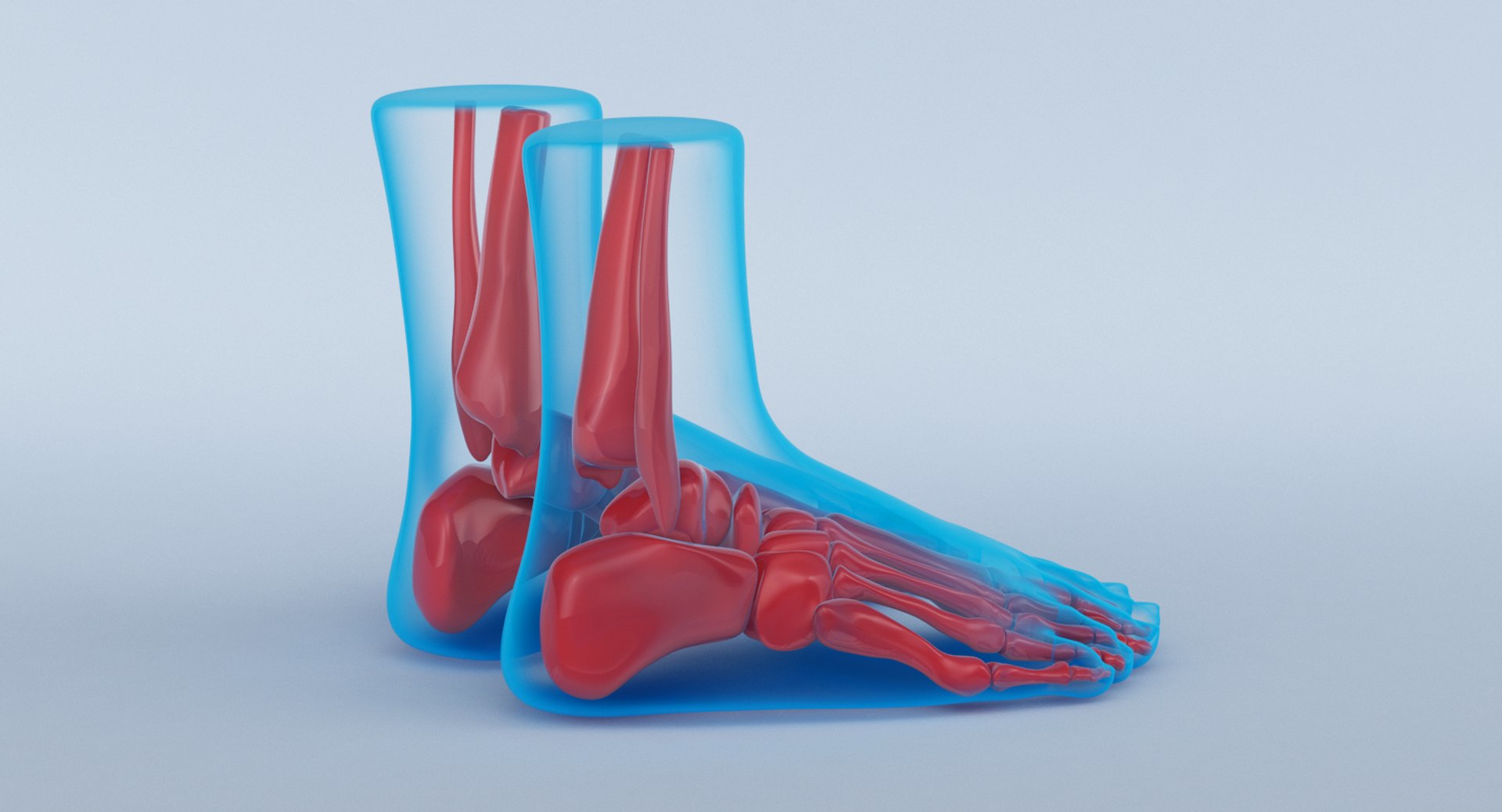 3d Foot Anatomy Model