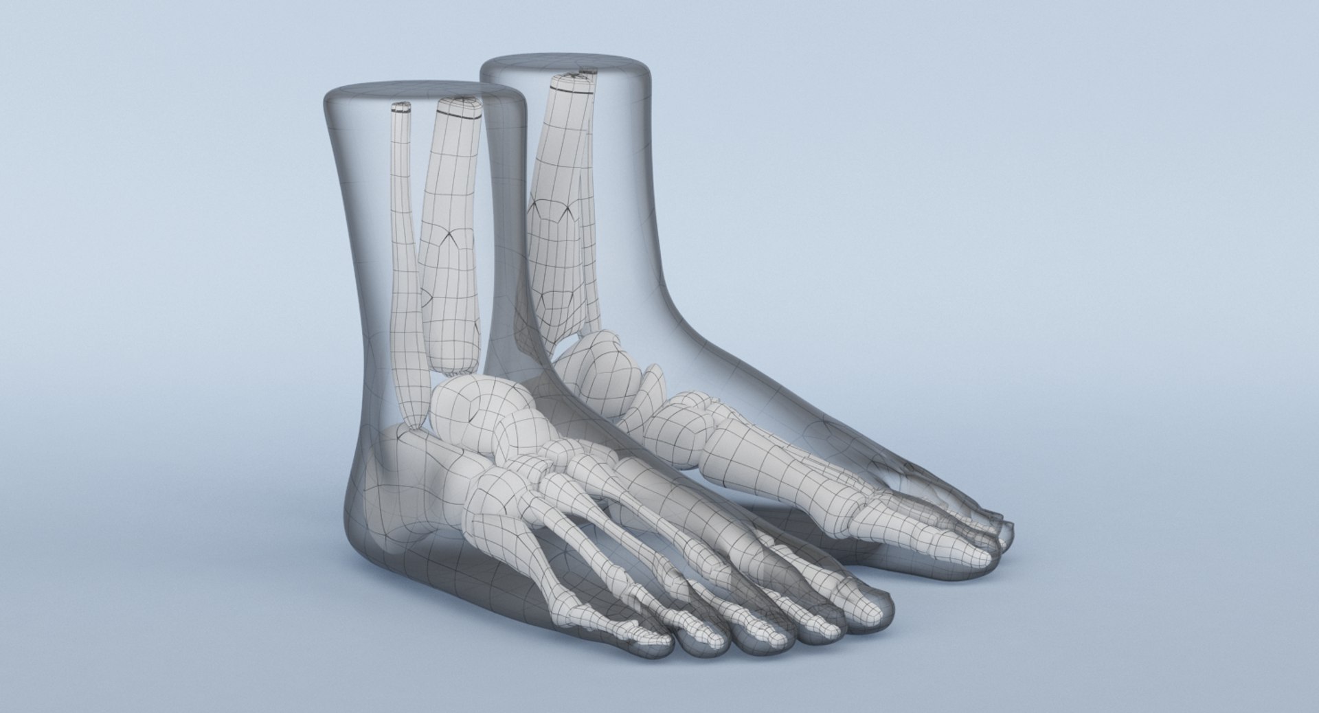 3d foot anatomy model