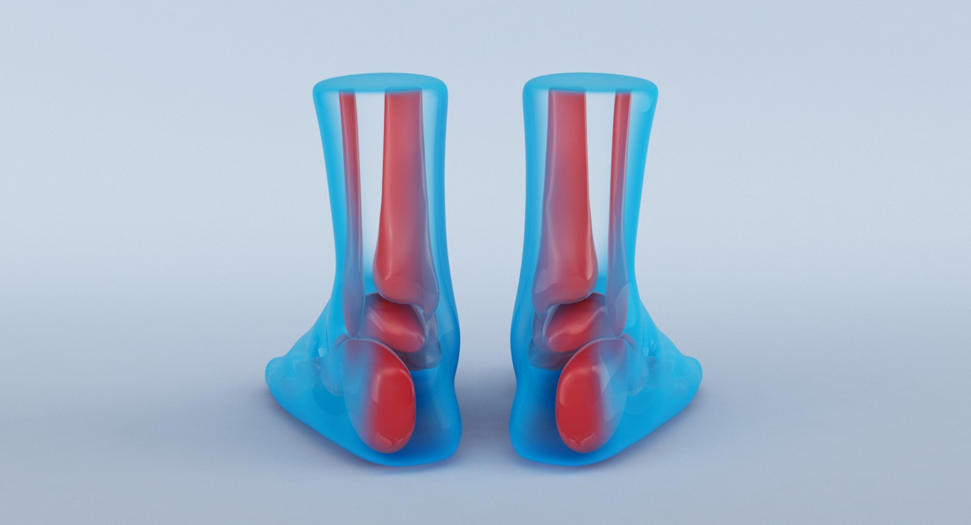 3d Foot Anatomy Model