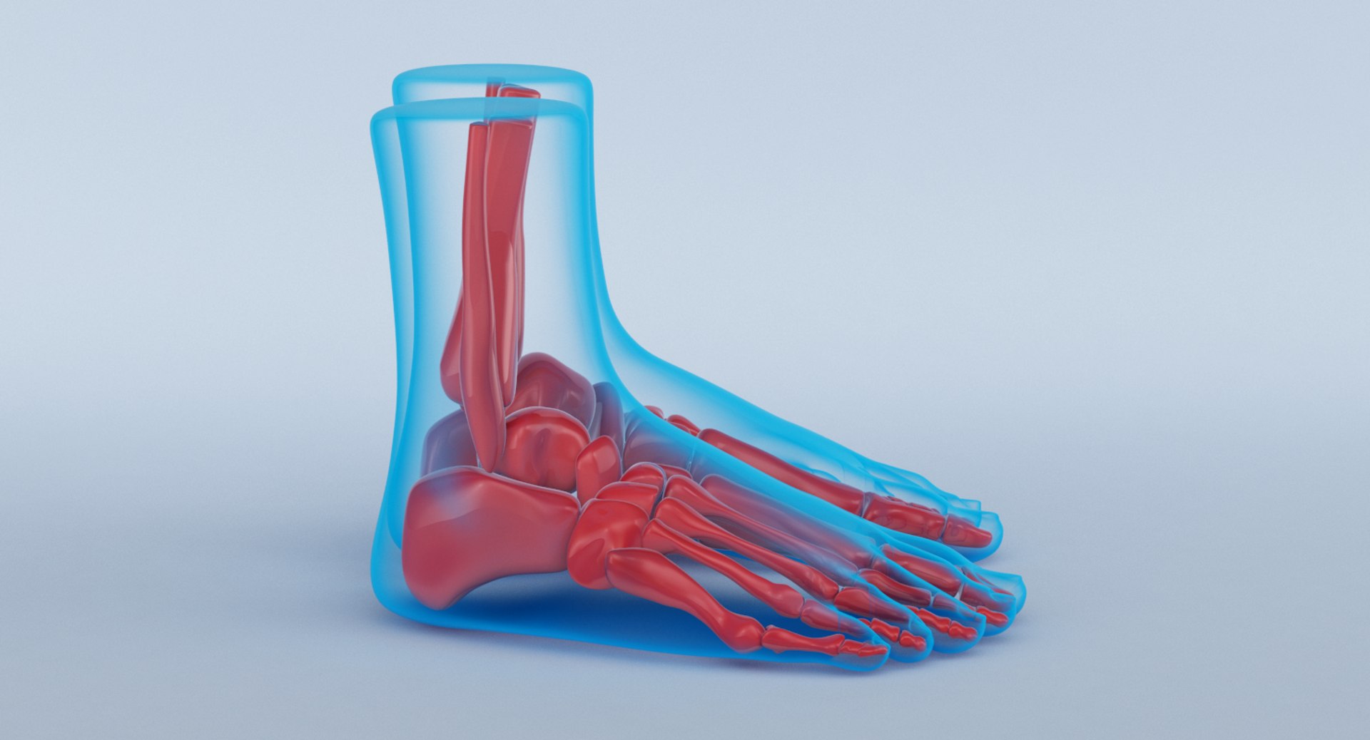 3d Foot Anatomy Model