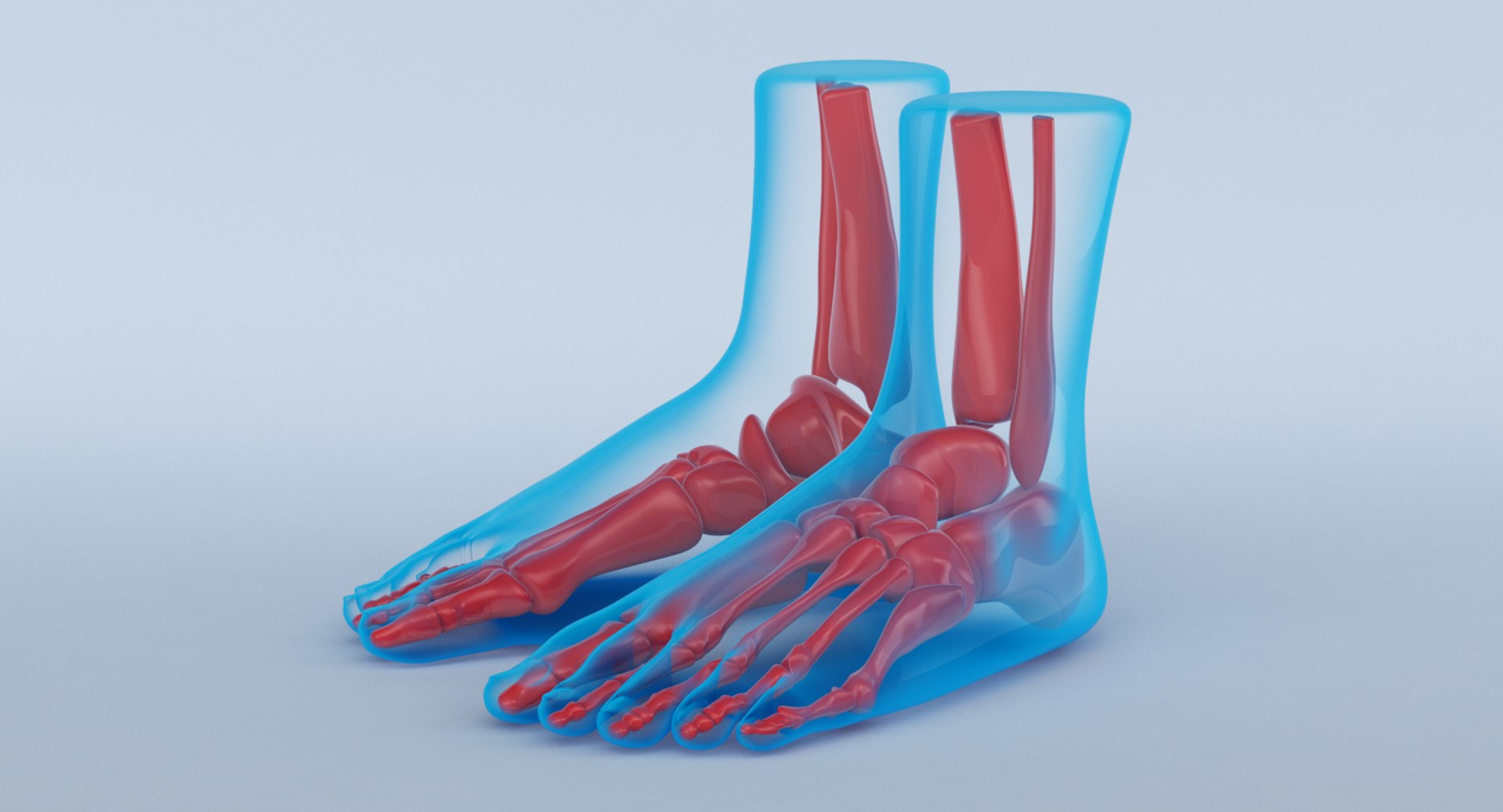 3d Foot Anatomy Model