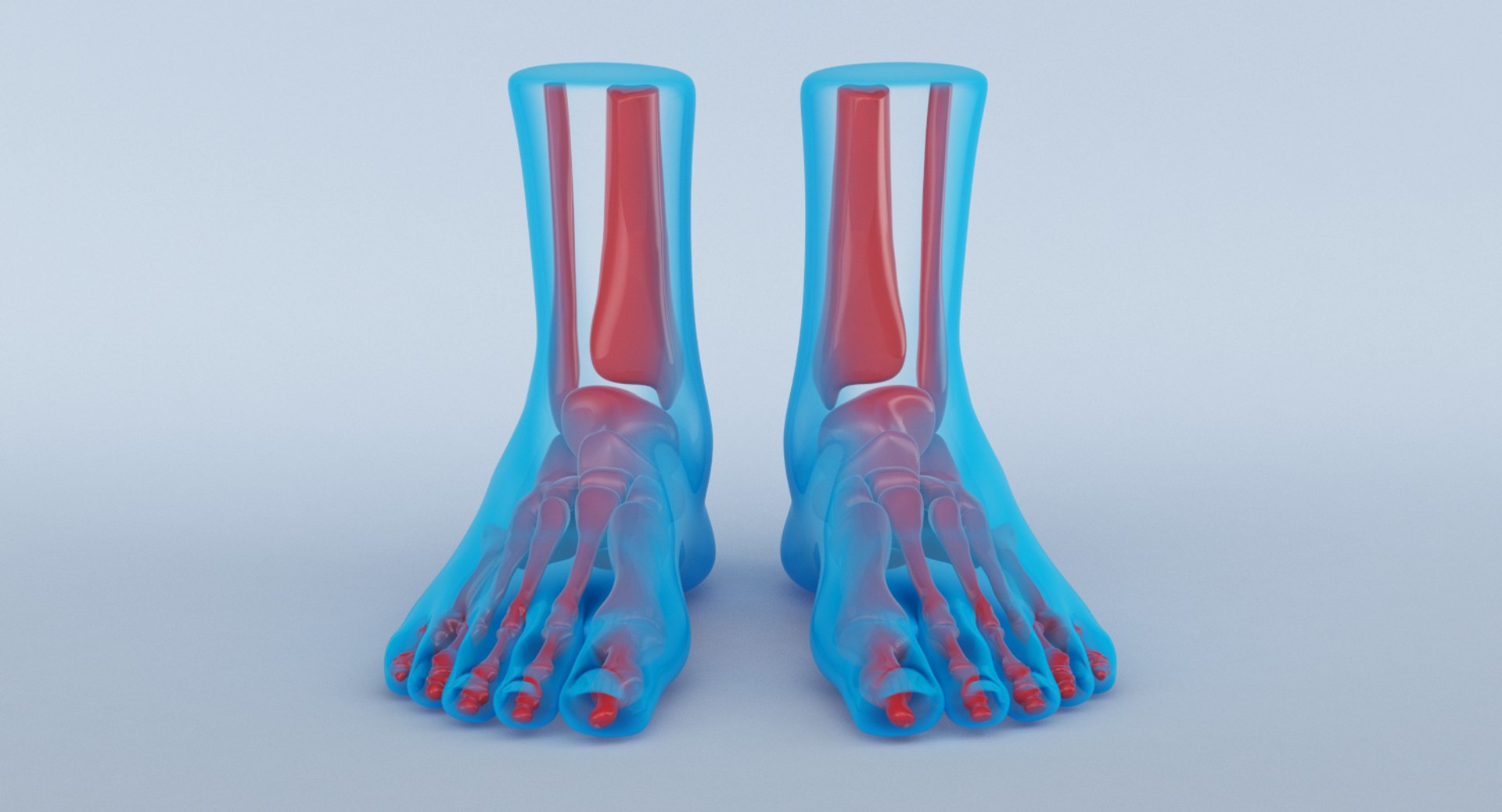 3d Foot Anatomy Model