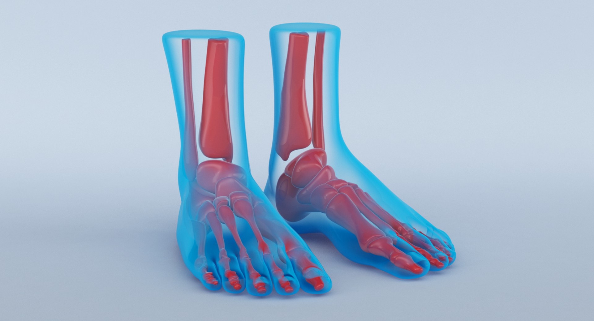 3d Foot Anatomy Model