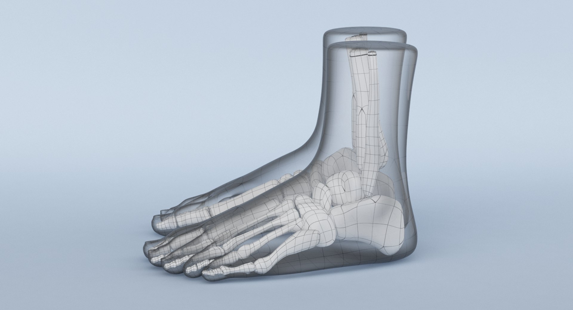 3d foot anatomy model
