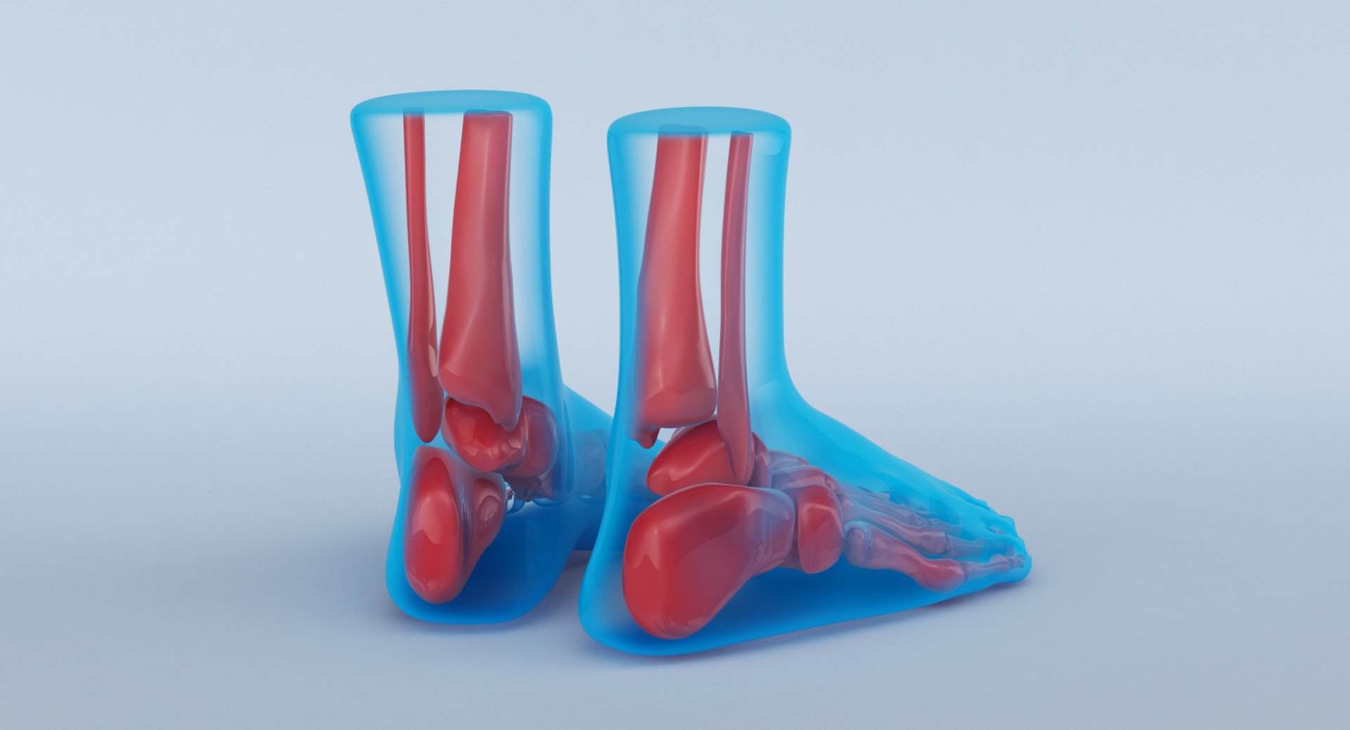 3d Foot Anatomy Model