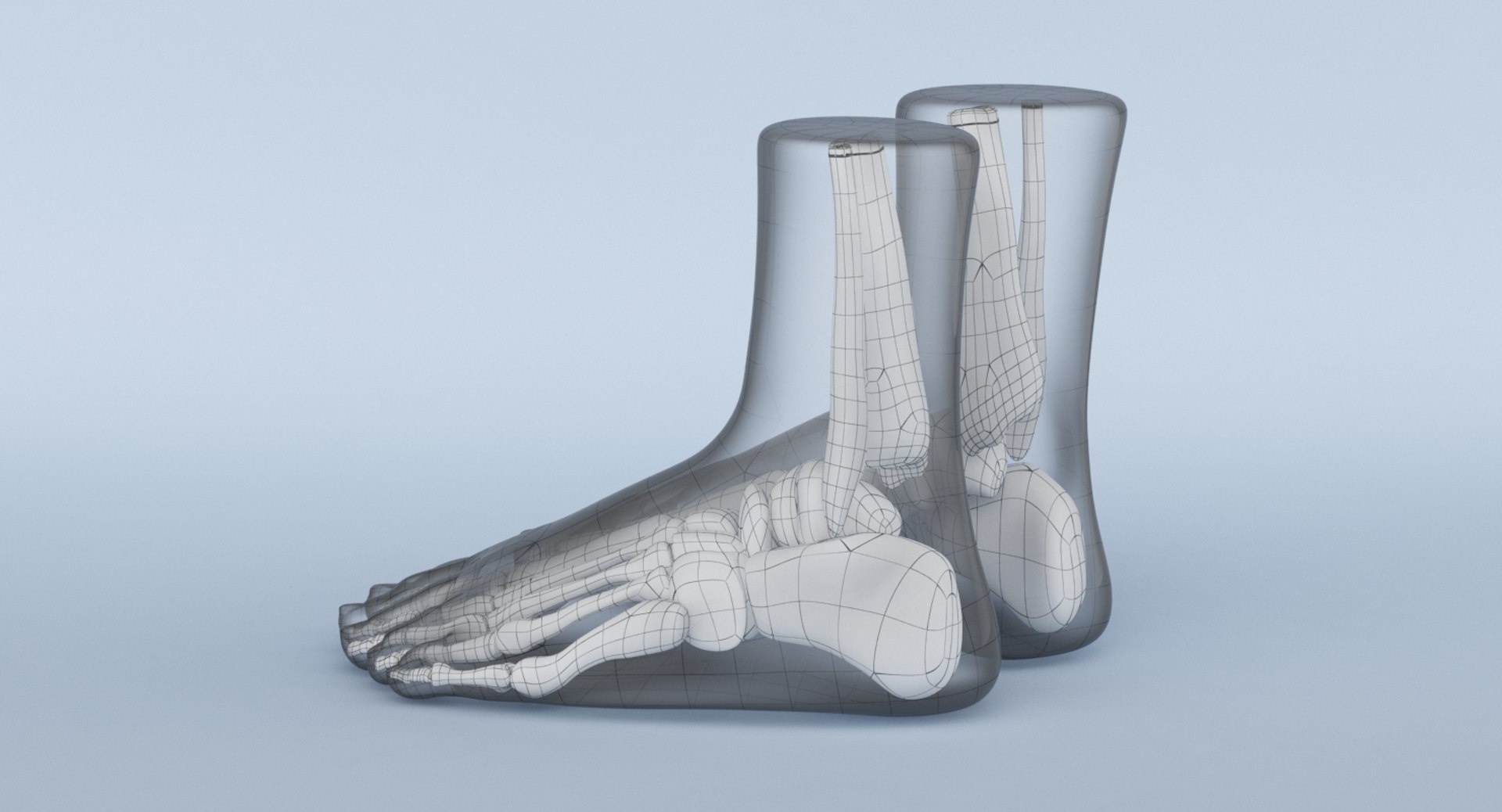 3d foot anatomy model