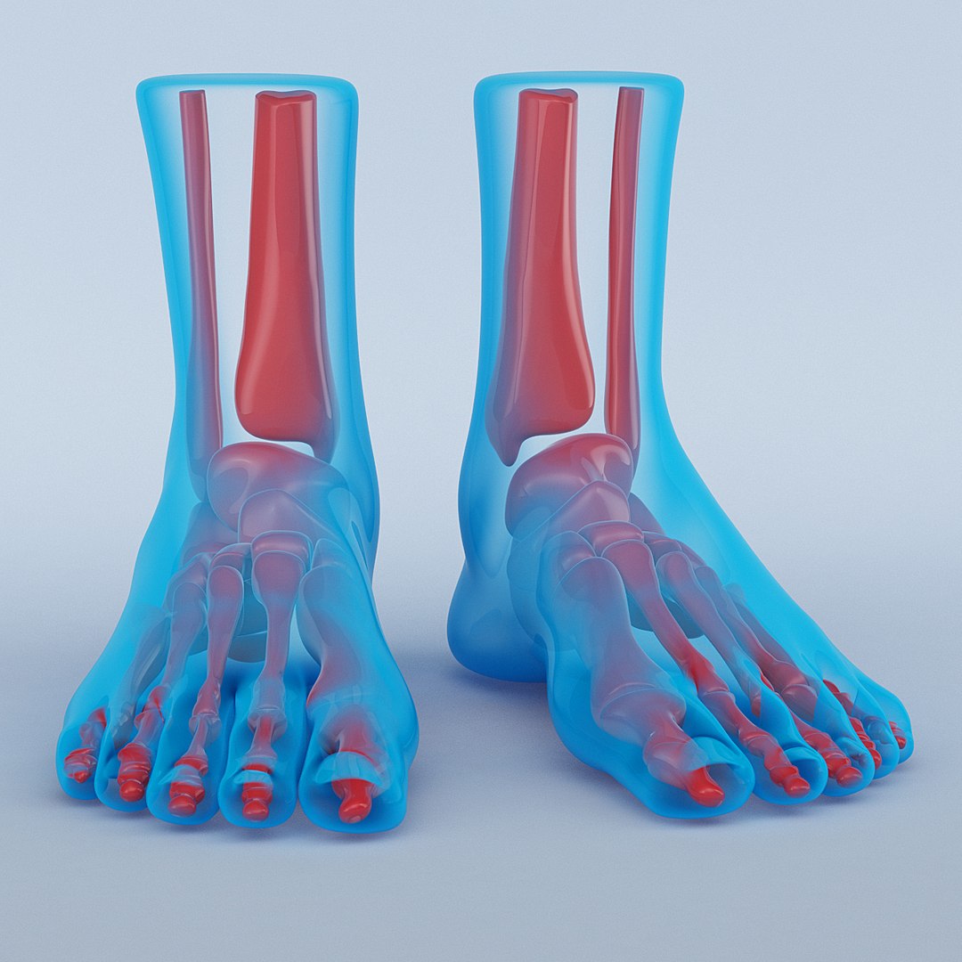 3d foot anatomy model