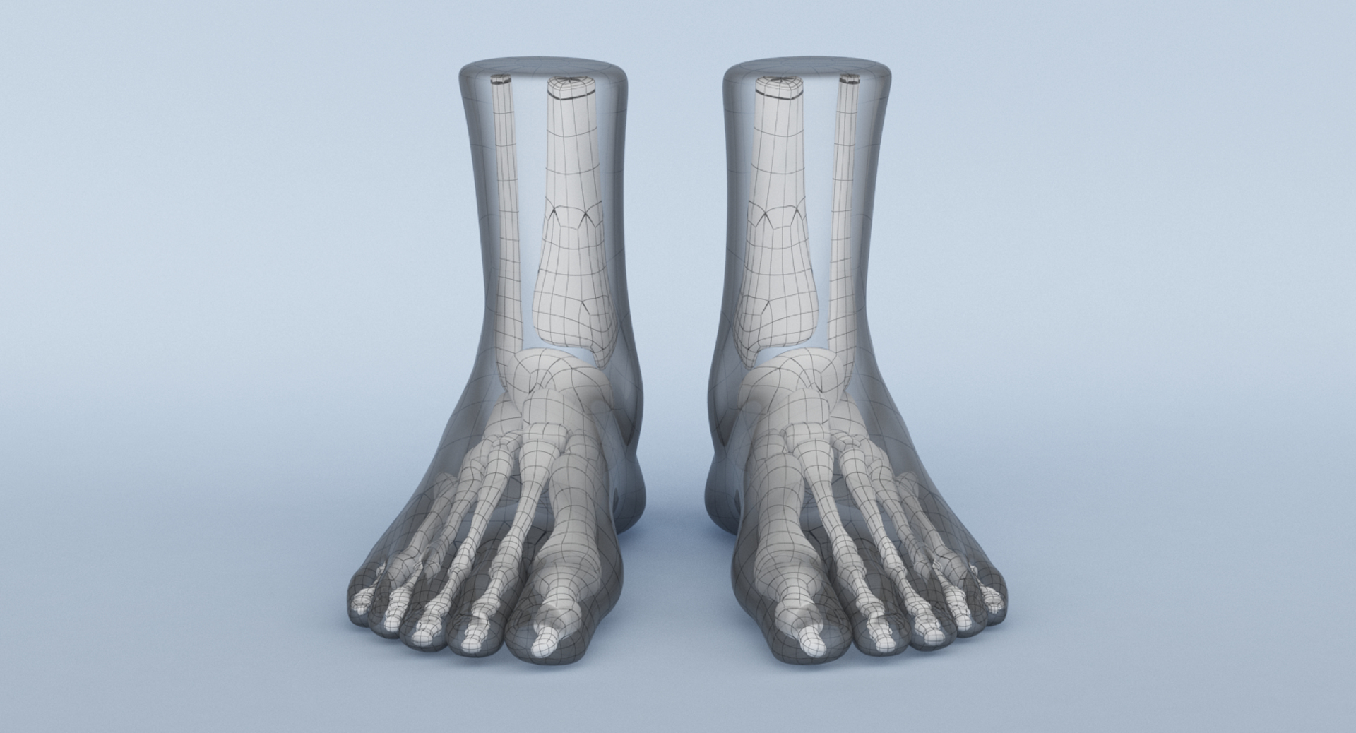 3d foot anatomy model