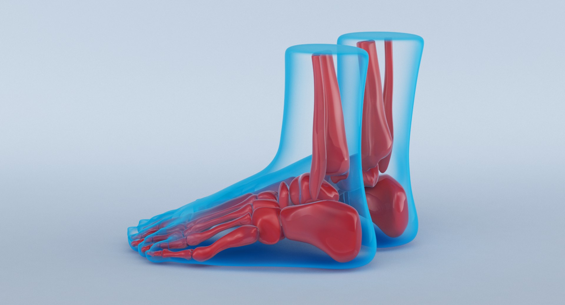 3d Foot Anatomy Model