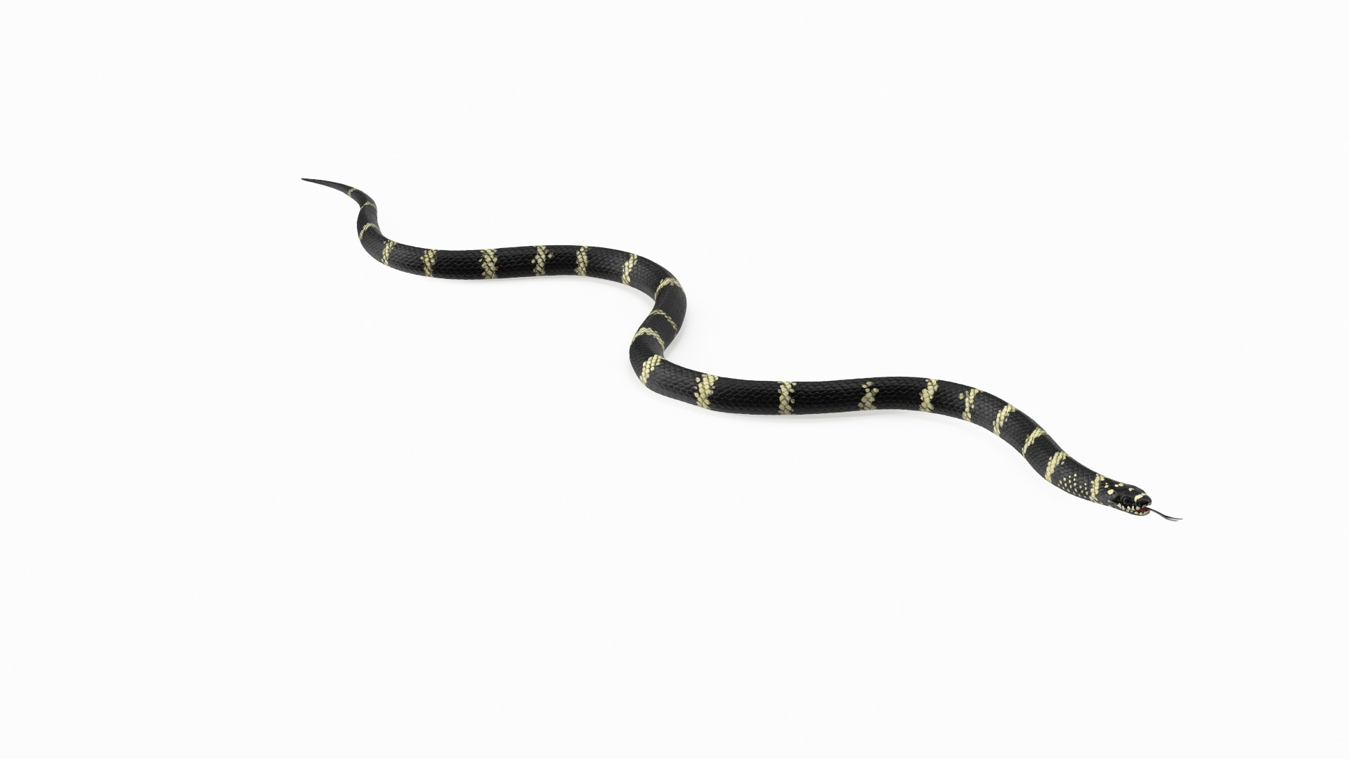 3D Eastern Kingsnake - TurboSquid 1940401