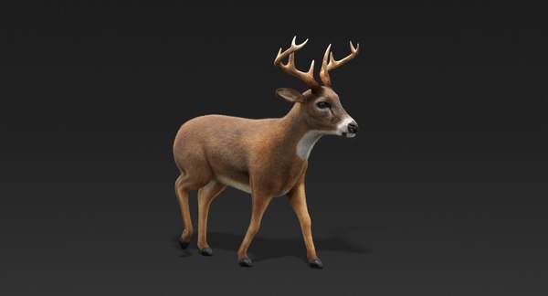Hirsch (Fell) animiert 3D-Modell - TurboSquid 1222082