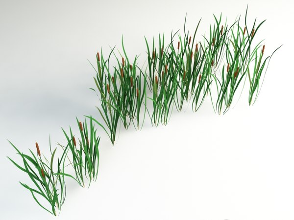 3d typha bulrush cattail model