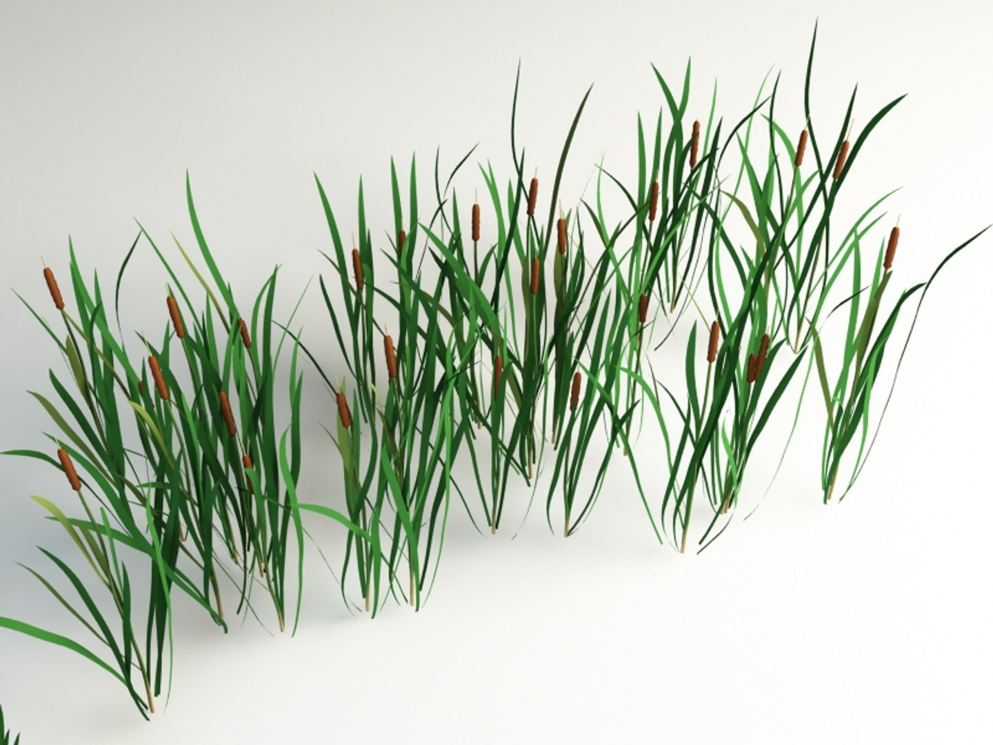 3d Typha Bulrush Cattail Model
