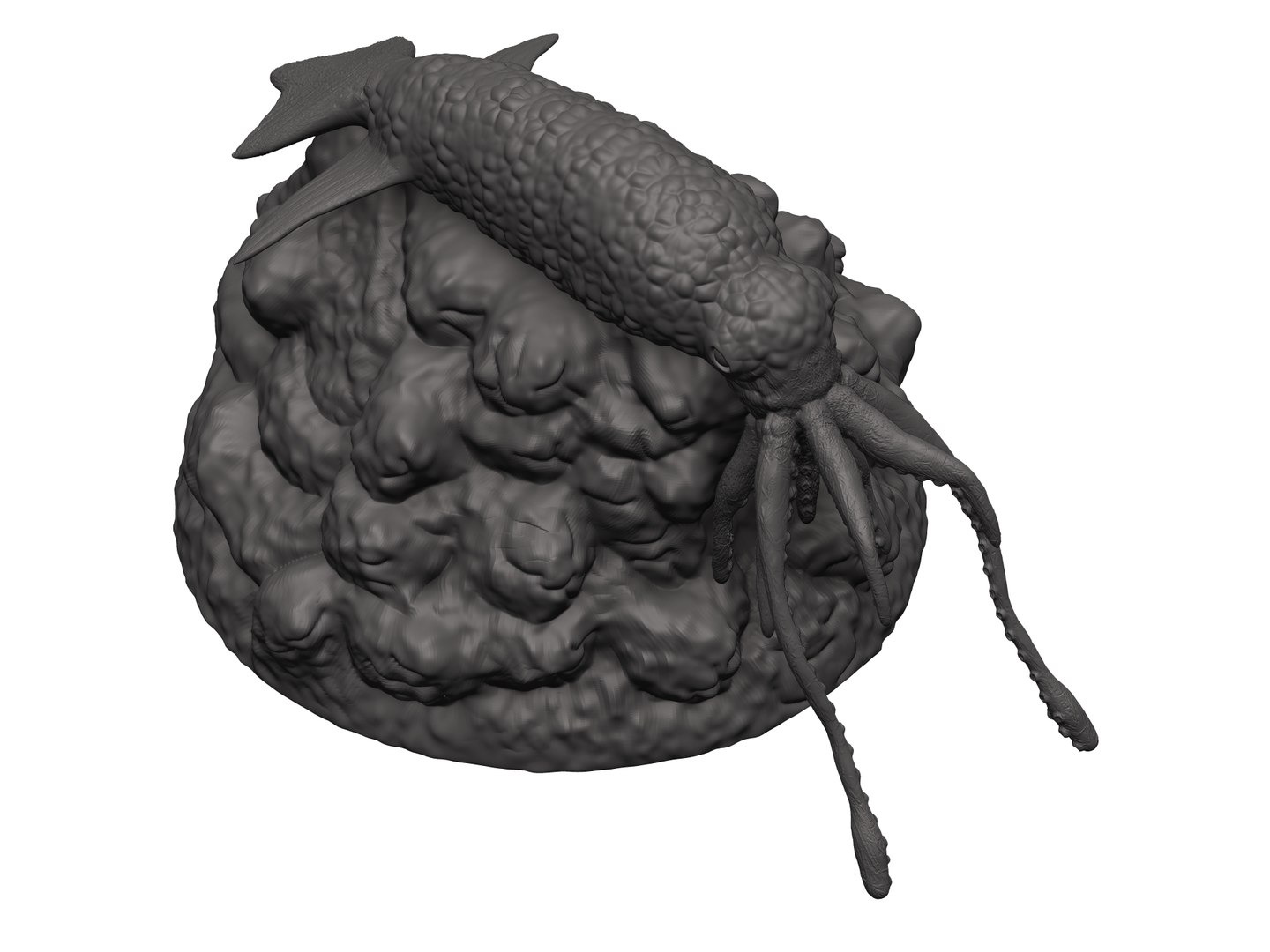 3D Model Realistic Squid - TurboSquid 1874636