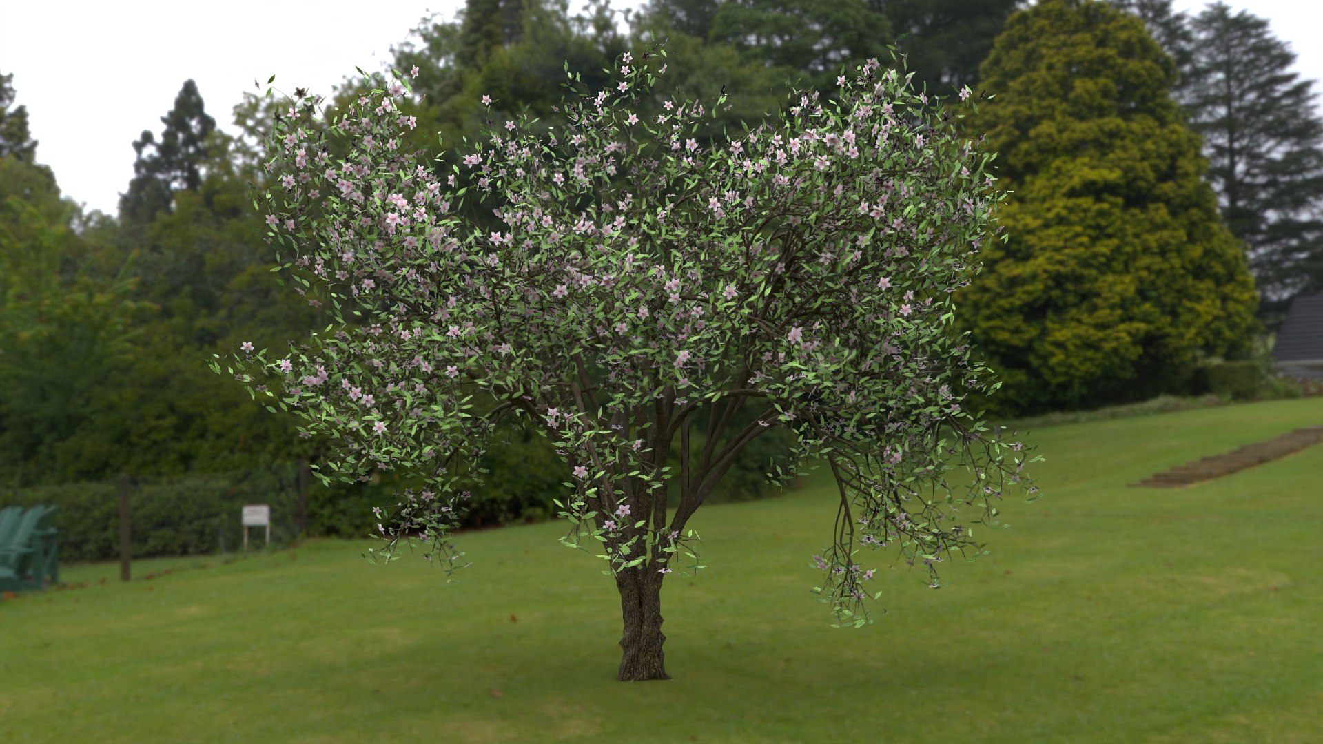 3D Almond Flowers Hight - TurboSquid 1619465