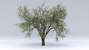 Almond Tree 3D Models for Download | TurboSquid
