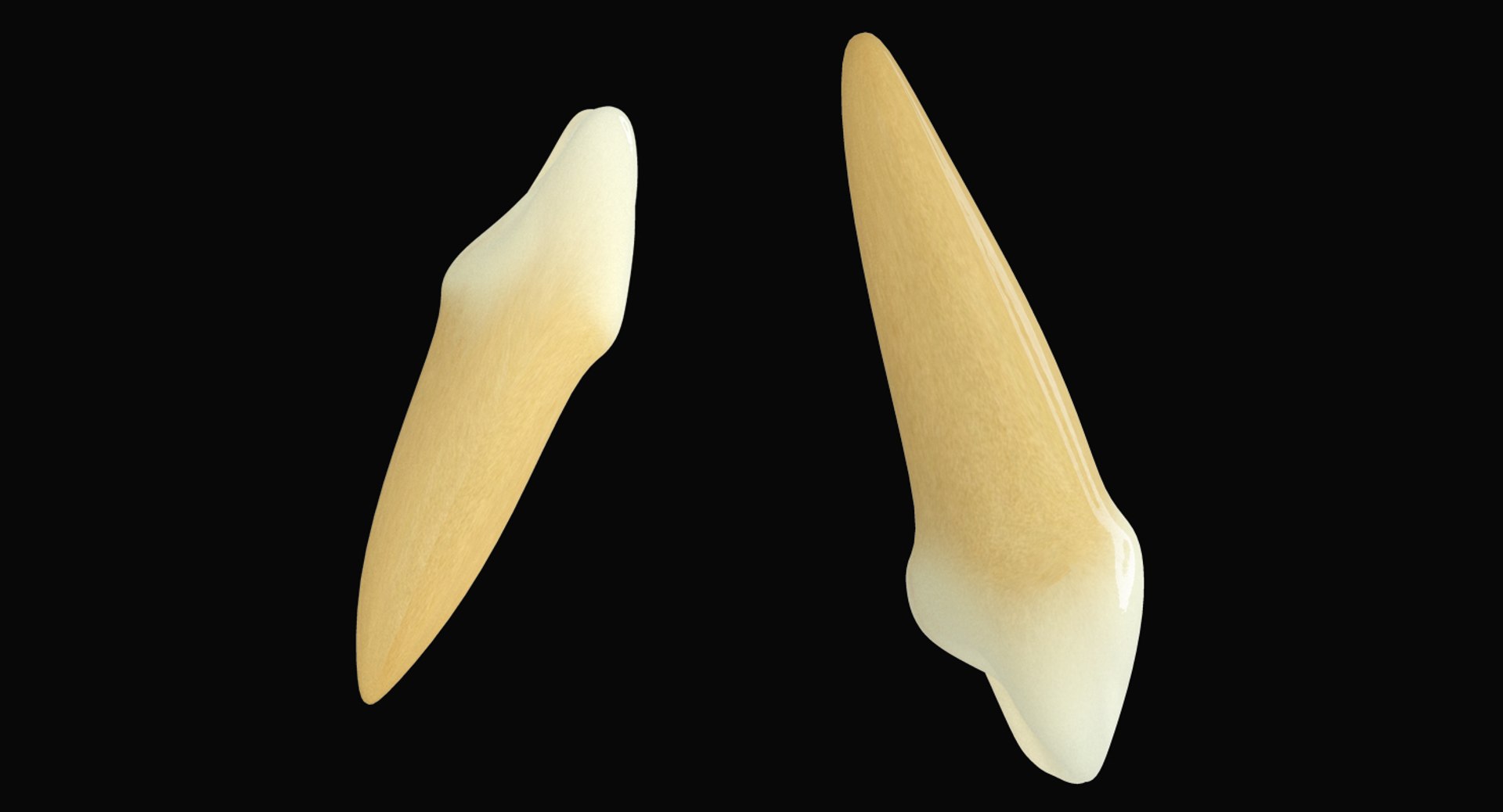 Primary Central Incisors 3d Max