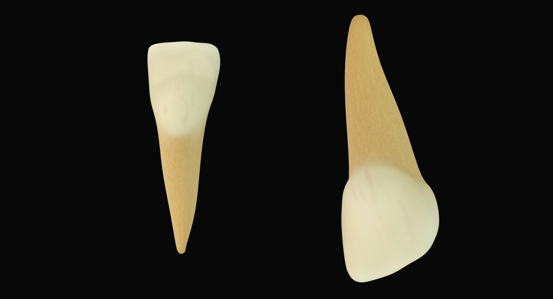 Primary Central Incisors 3d Max