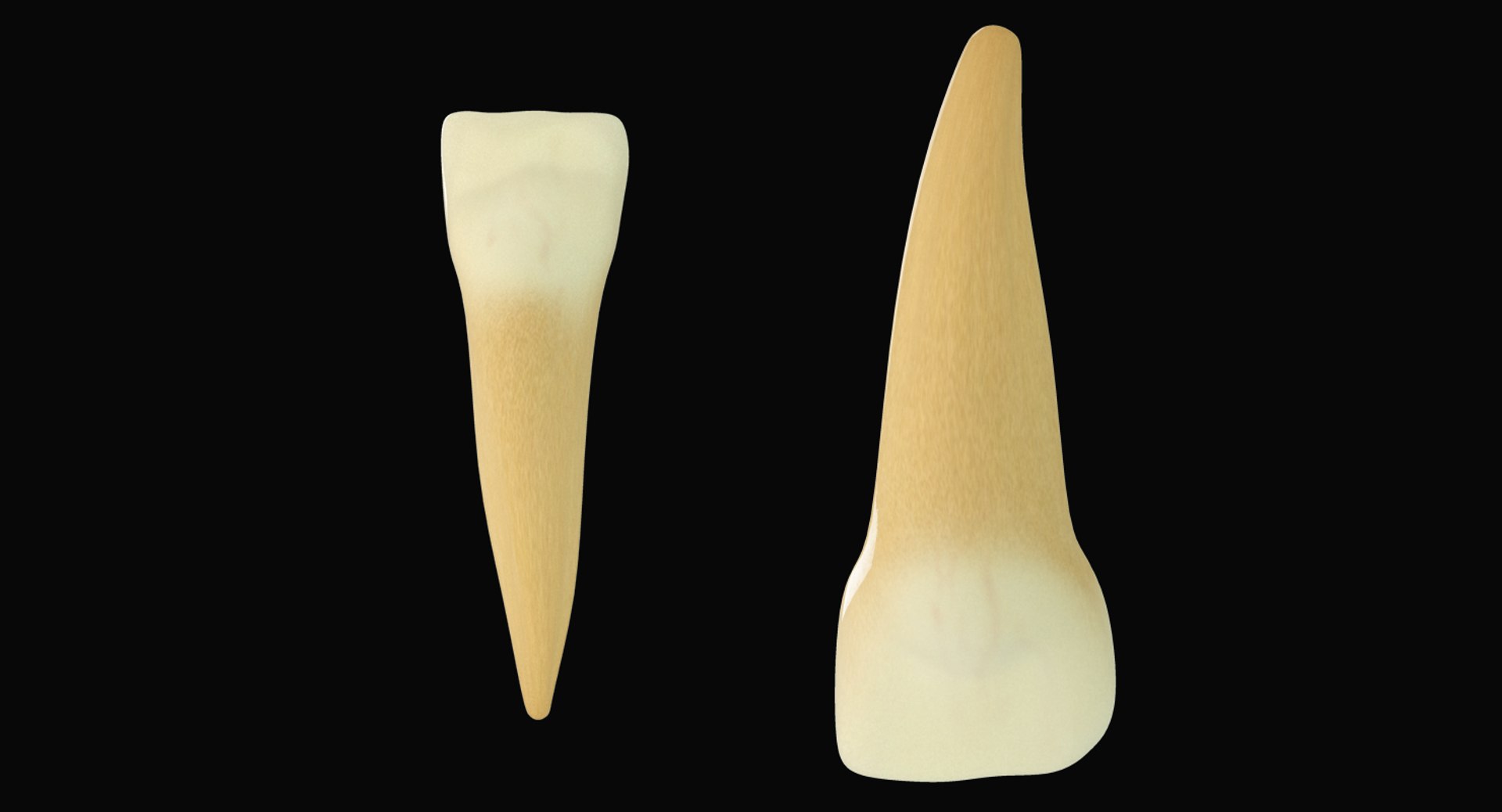 Primary Central Incisors 3d Max
