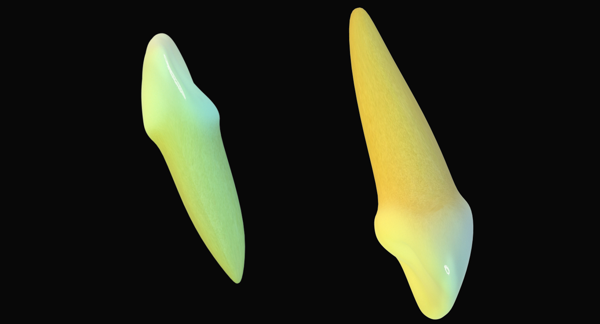 Primary Central Incisors 3d Max