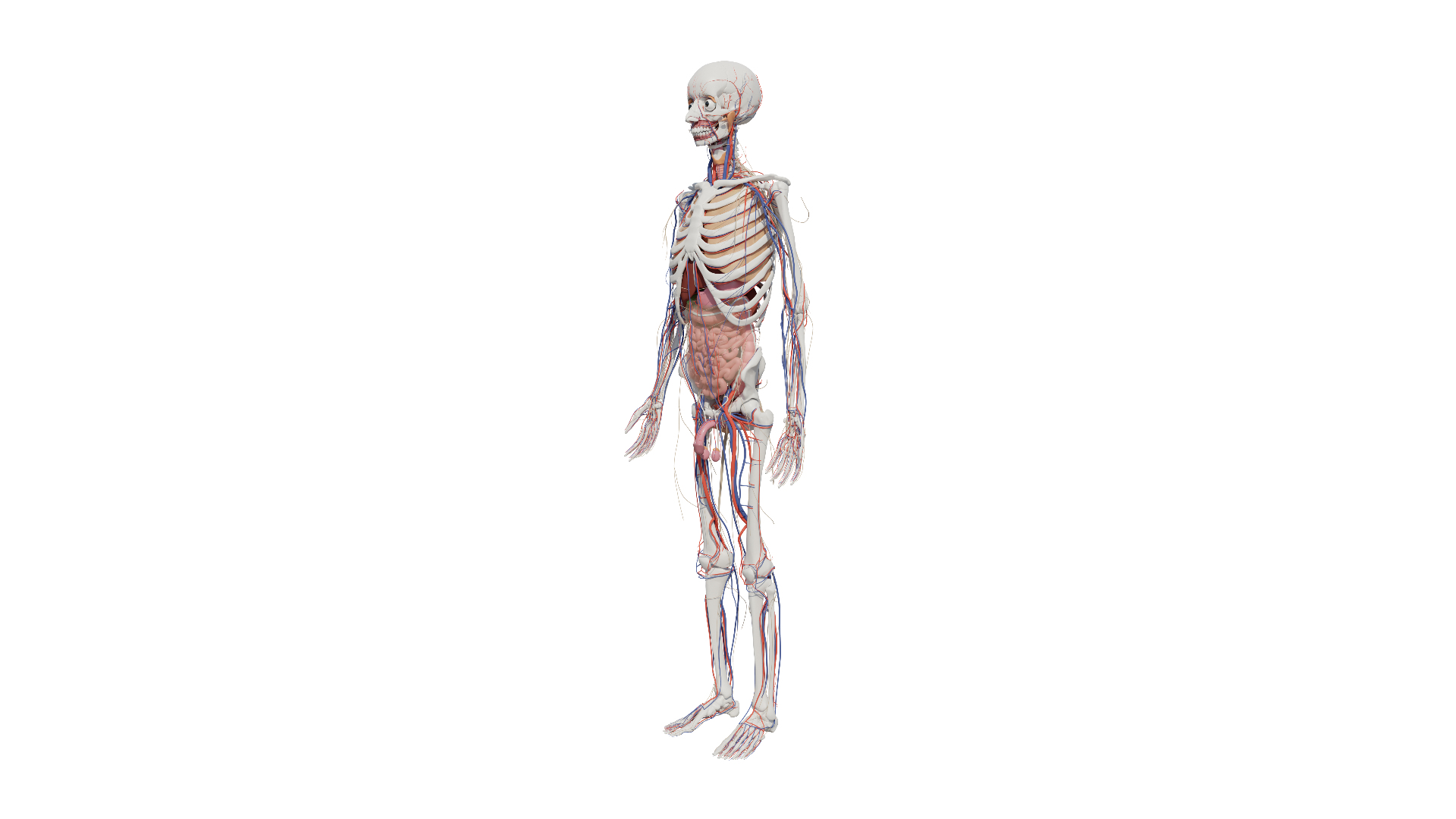 3D Full human body 3d max199 - TurboSquid 2117532