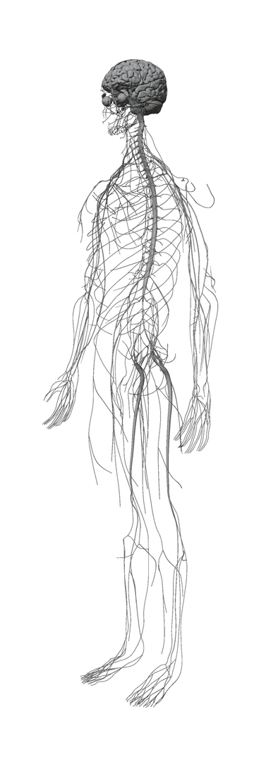 3D Full human body 3d max199 - TurboSquid 2117532