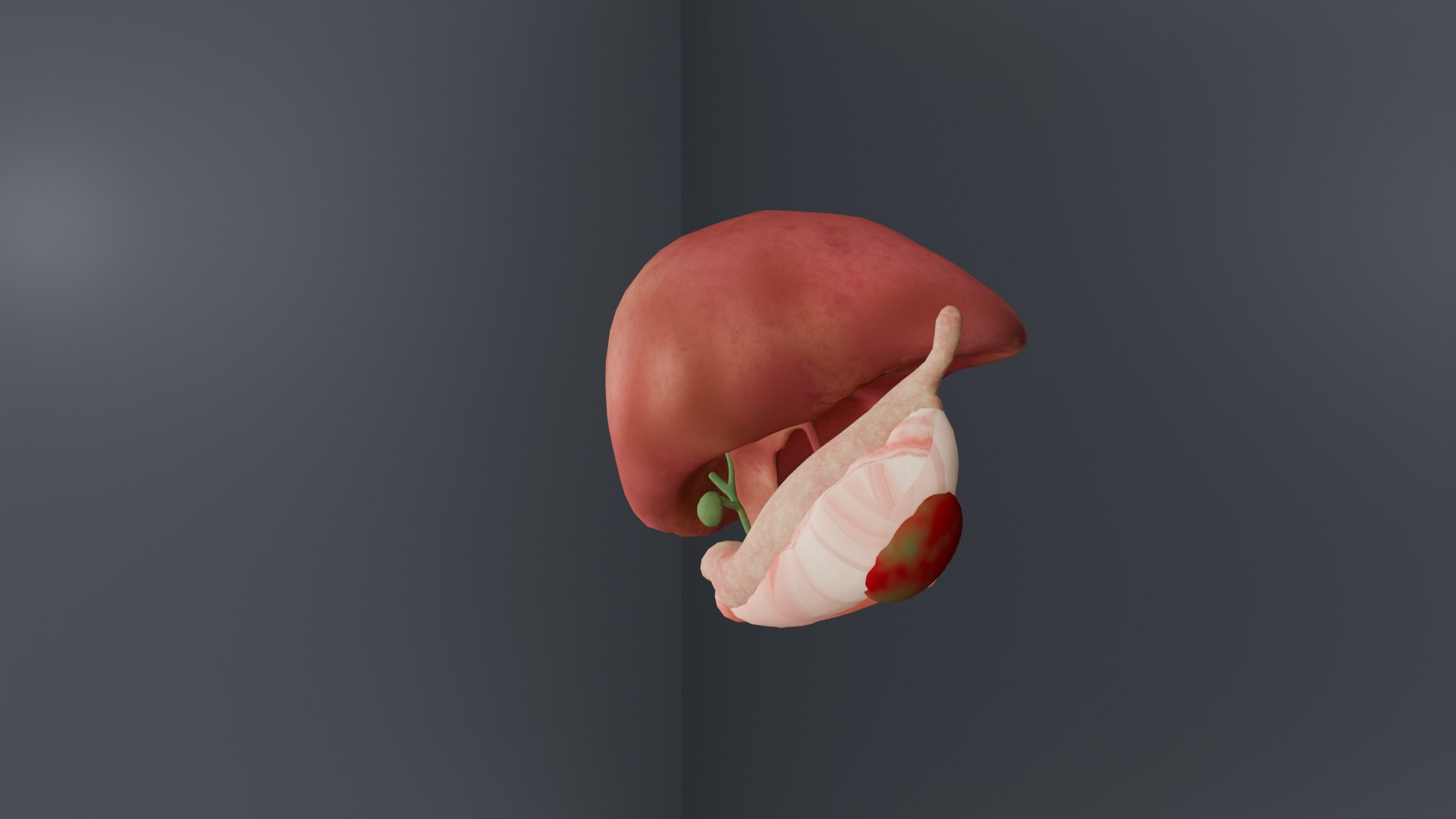 3D Anatomical 3D Model Of Human Liver Gallbladder Pancreas And Duodenum ...