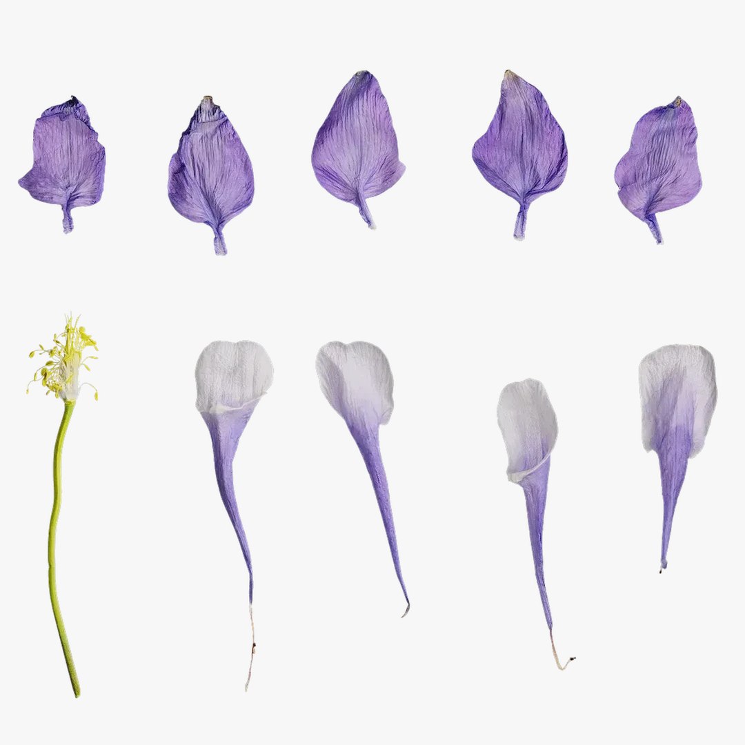 3D Anydrafts Aquilegia Glandulosa Flower 05 Textures Model - TurboSquid ...