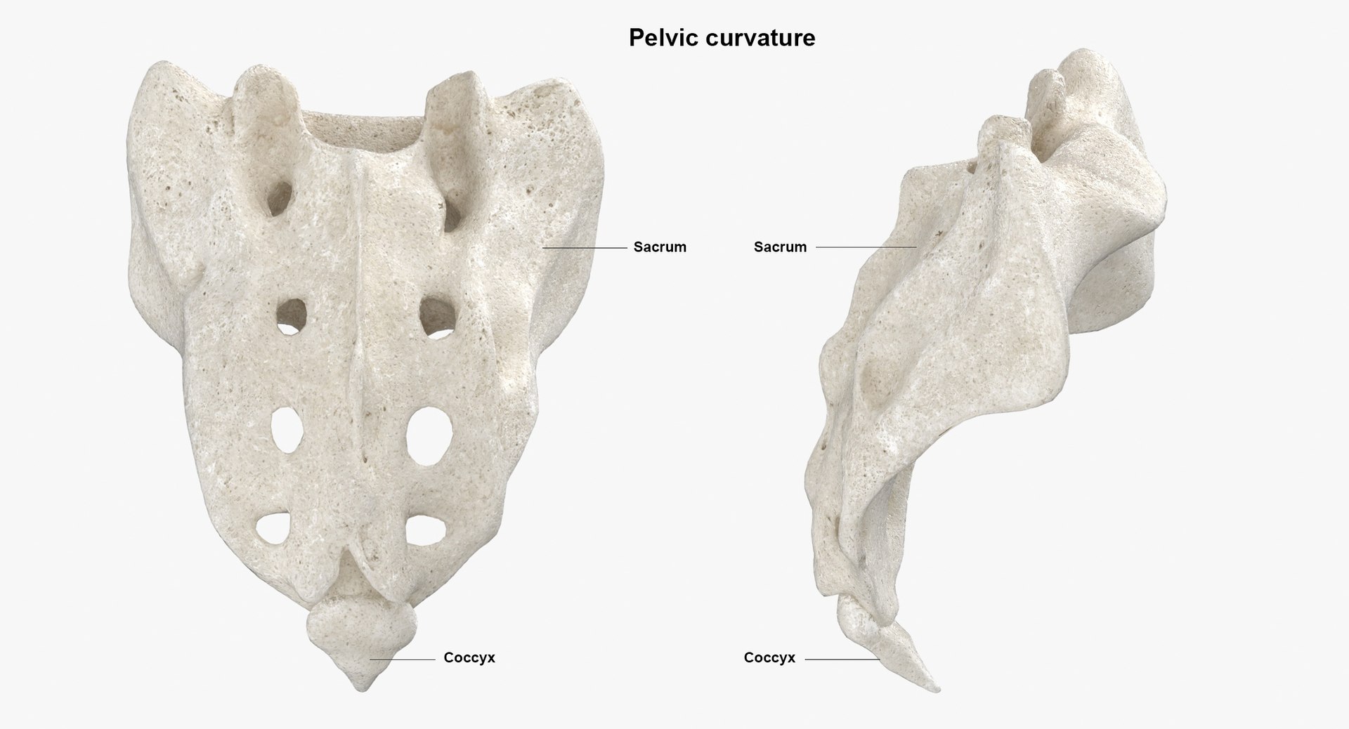 Real Human Lumbar Sacrum 3D Model - TurboSquid 1639932