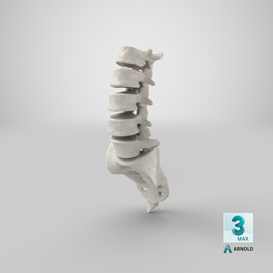 Real human lumbar sacrum 3D model - TurboSquid 1639932