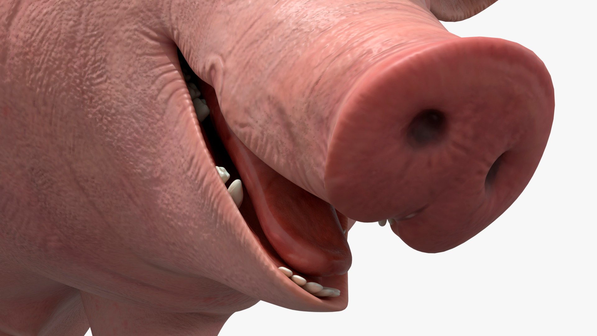 Pig Sow Landrace Rigged For Blender Model - TurboSquid 2489841