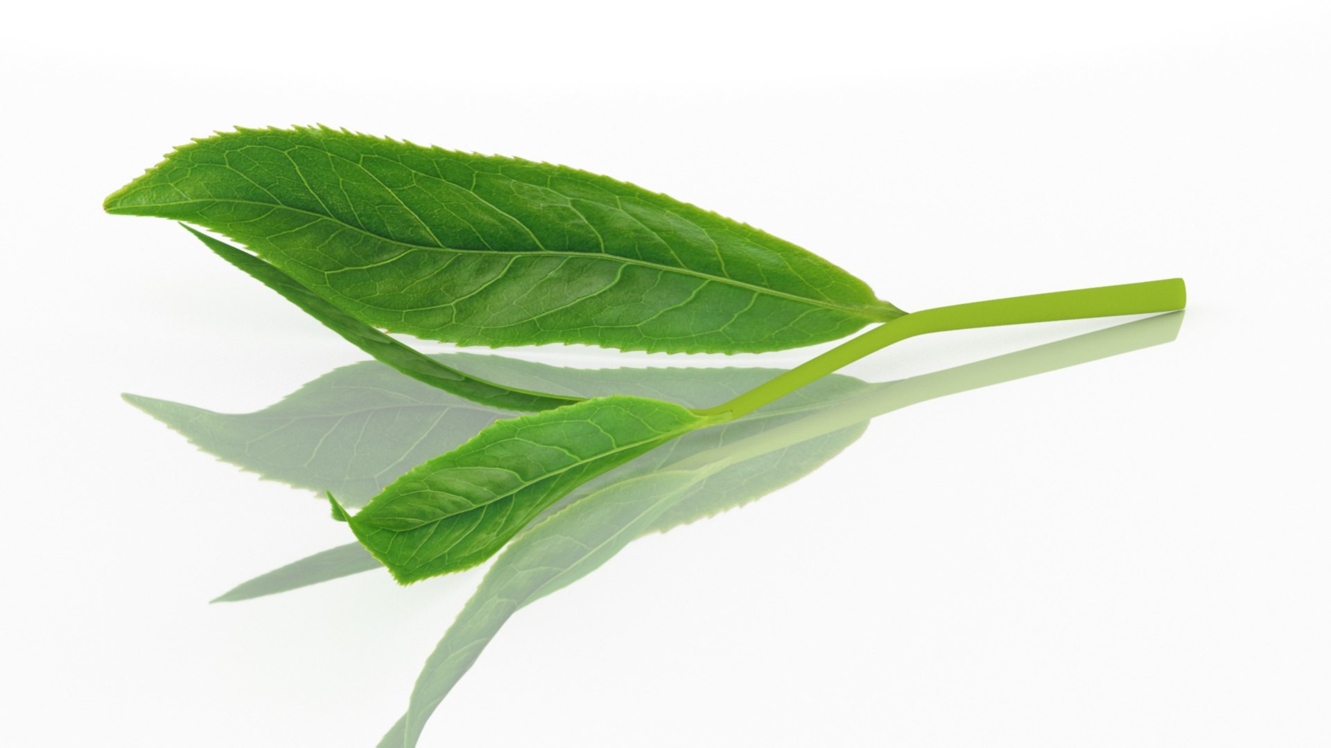 Tea Leaves Sprig 3D - TurboSquid 1314022