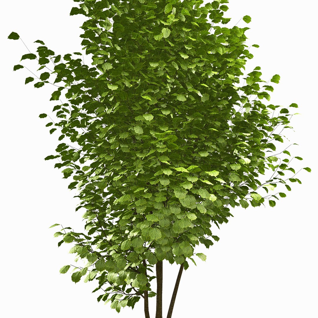 Tree Environment 3d Fbx