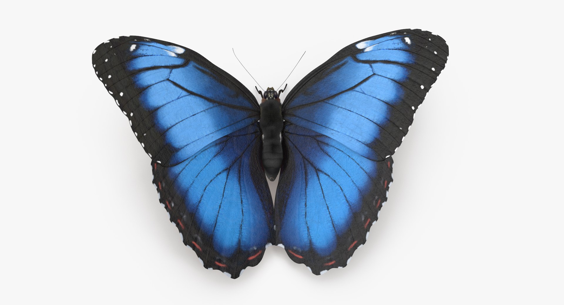 Blue Morpho Butterfly Wings 3d Model