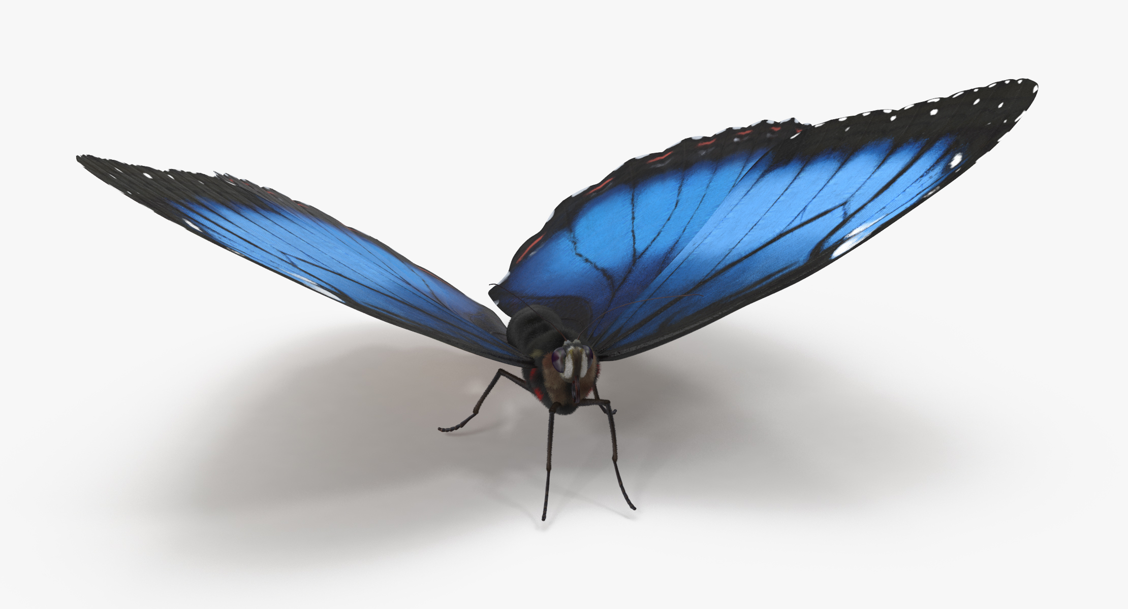 blue morpho butterfly wings 3d model